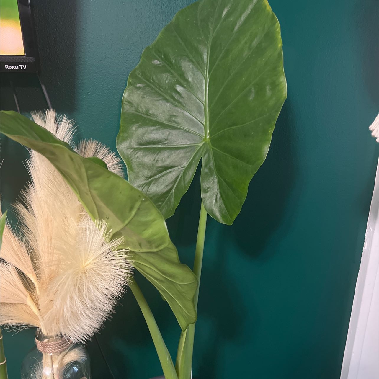 How to Know When to Repot a Alocasia 'Calidora'?