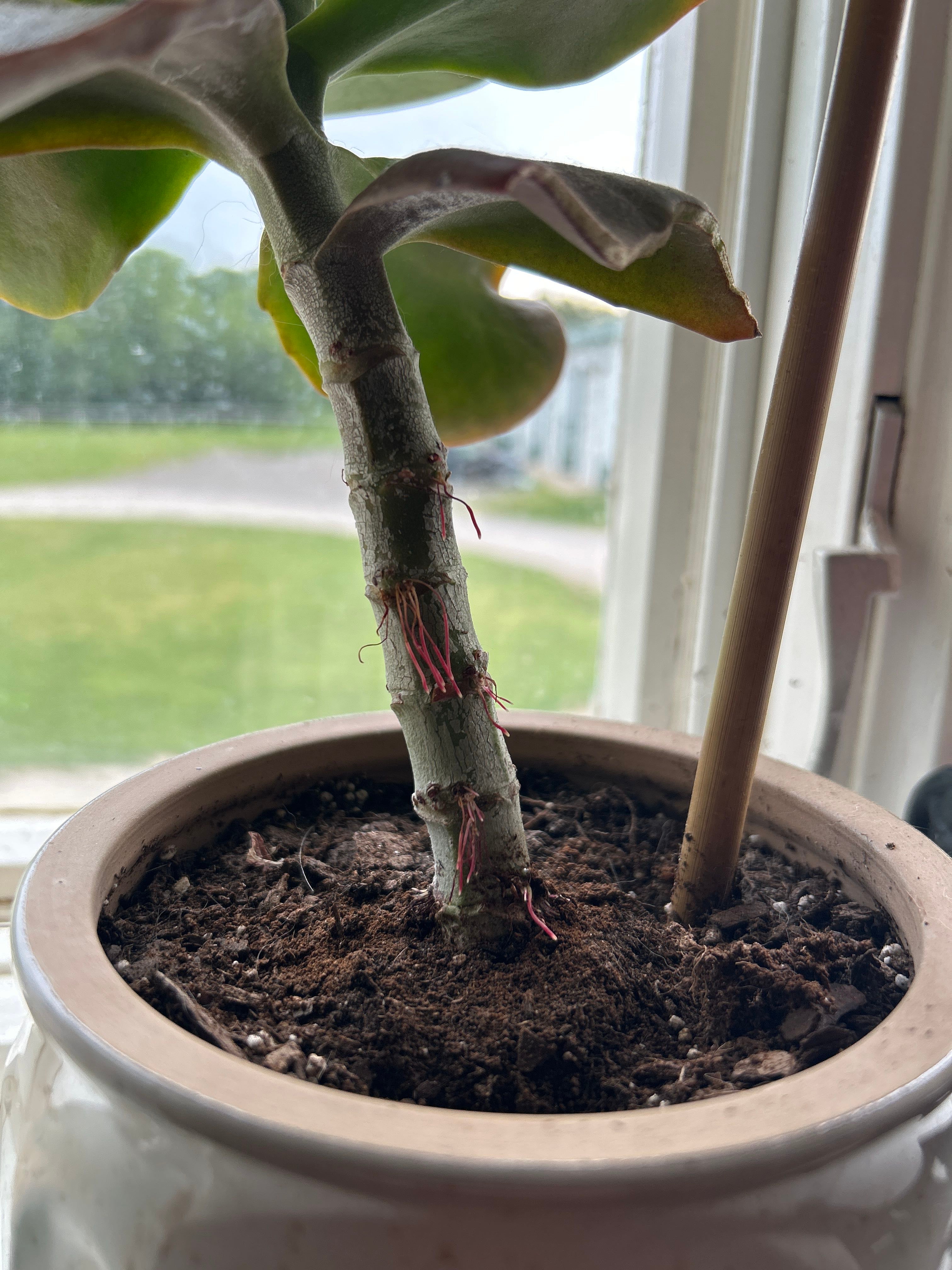 How to Care for Kalanchoe 'Dragonfire': Mastering Water, Sunlight & More