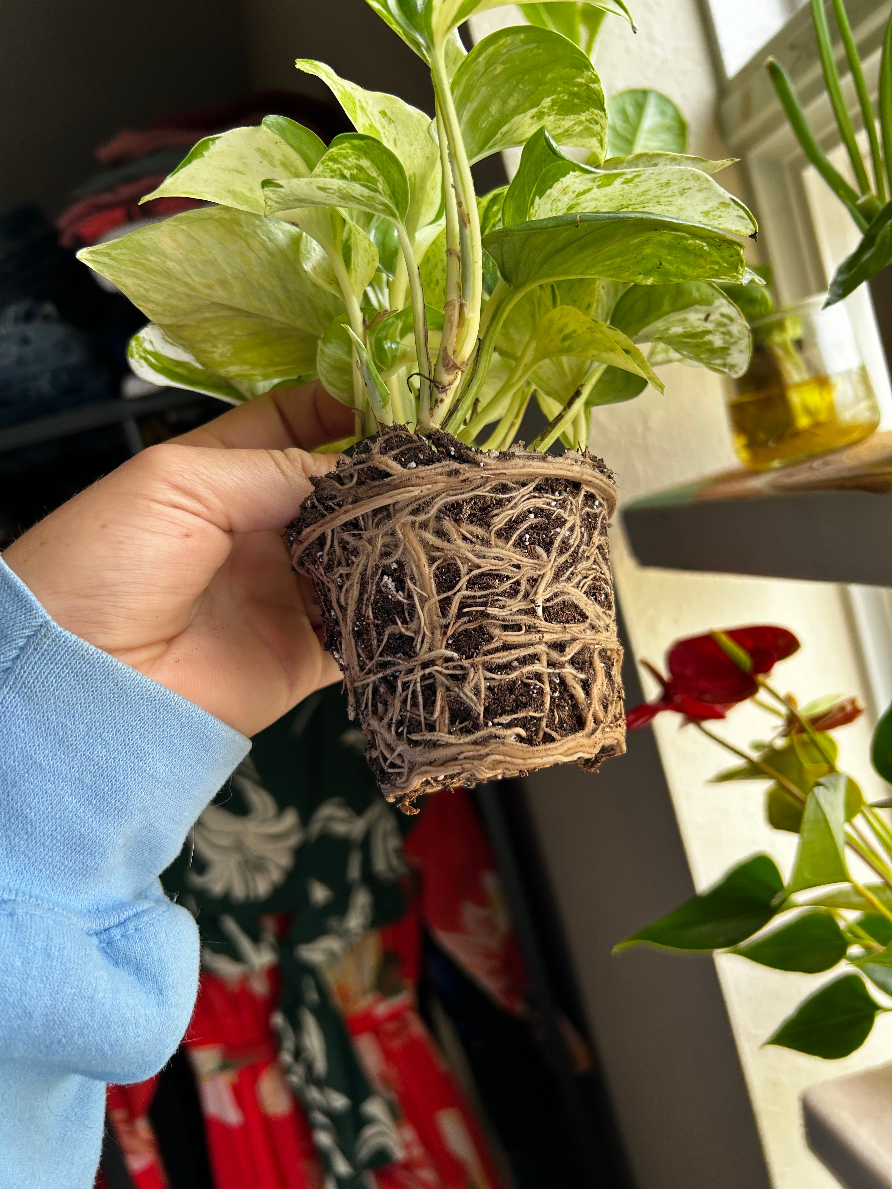Why Are There Brown Spots on My Manjula Pothos Leaves?