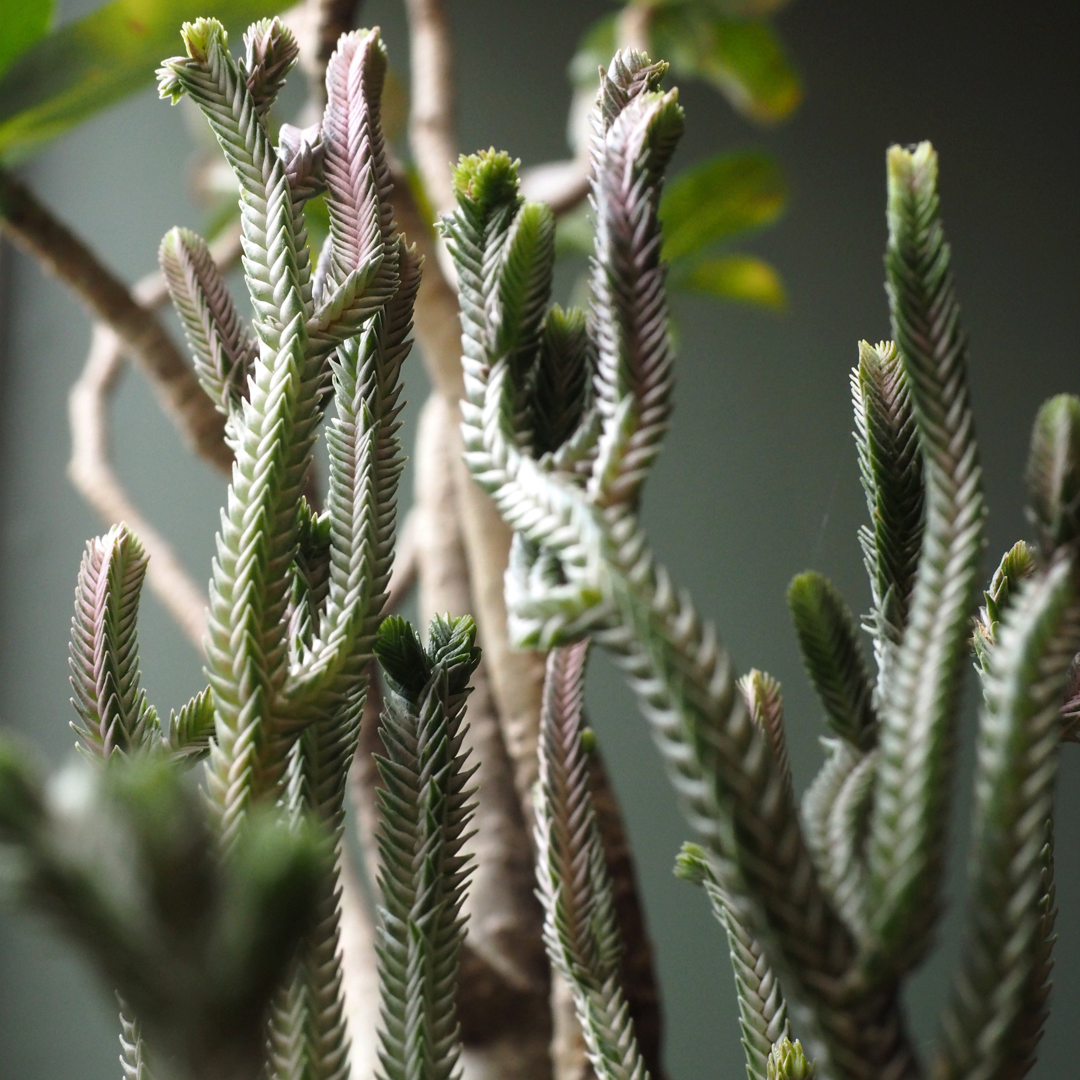 Black Spots on My Variegated Watch Chain Leaves