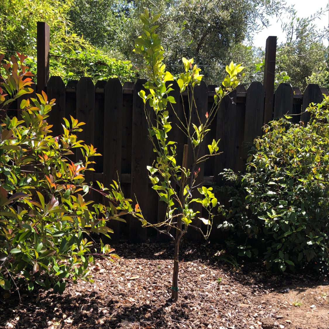 The Complete Hardy Orange Plant Care Guide: Water, Light & Beyond