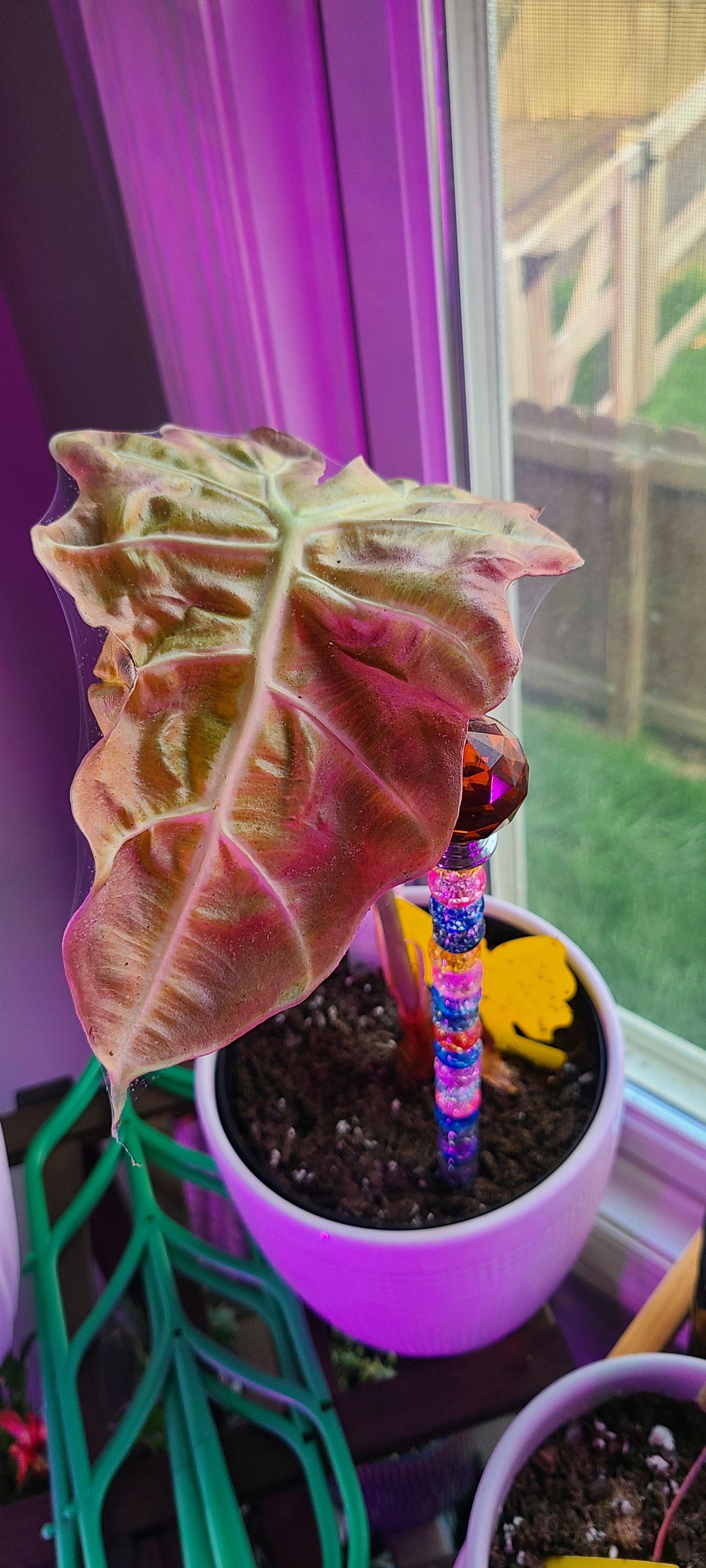 How to Care for Alocasia Polly Plant: Mastering Water, Sunlight & More