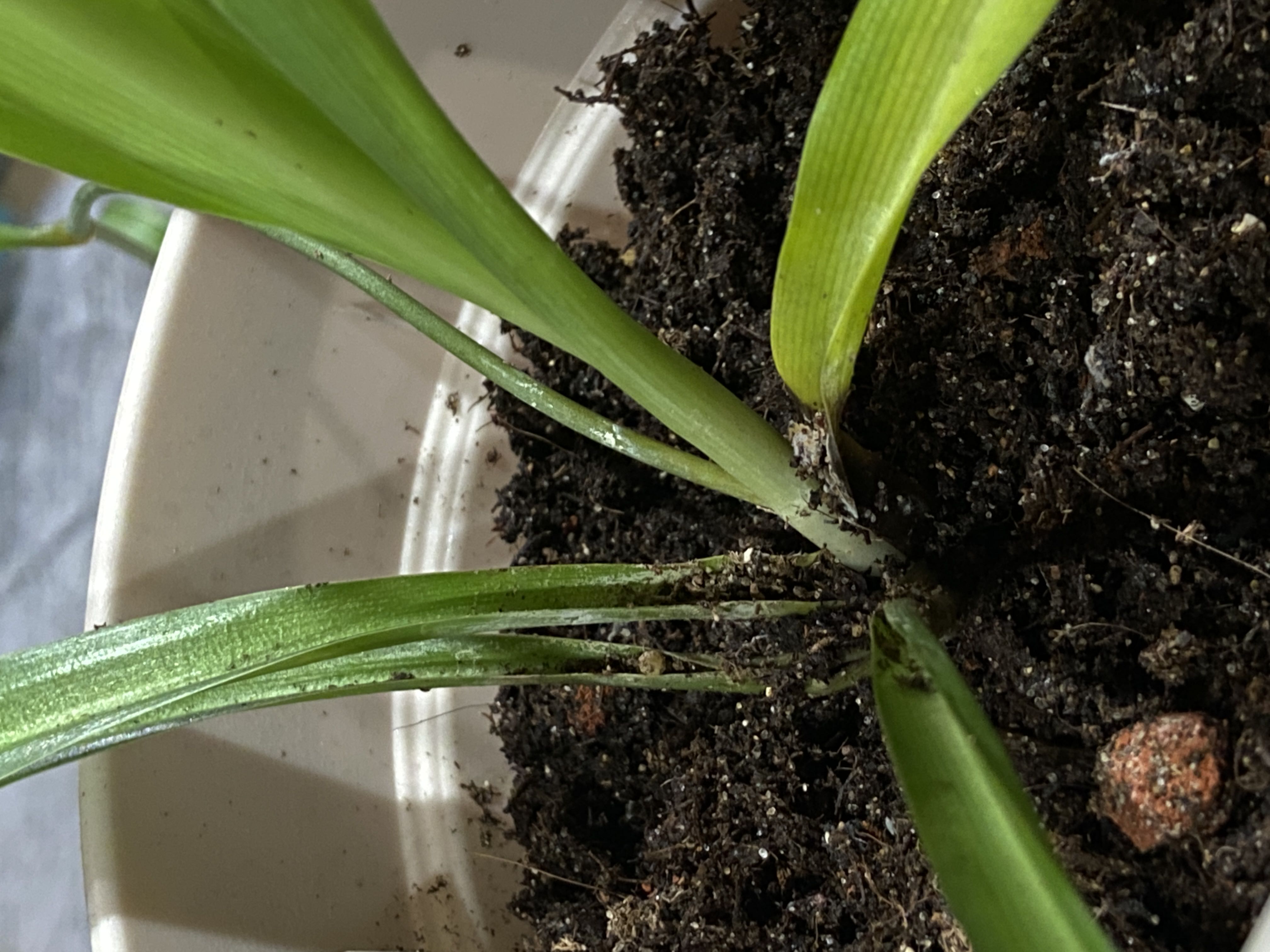 Help with my spider plant's root rot?