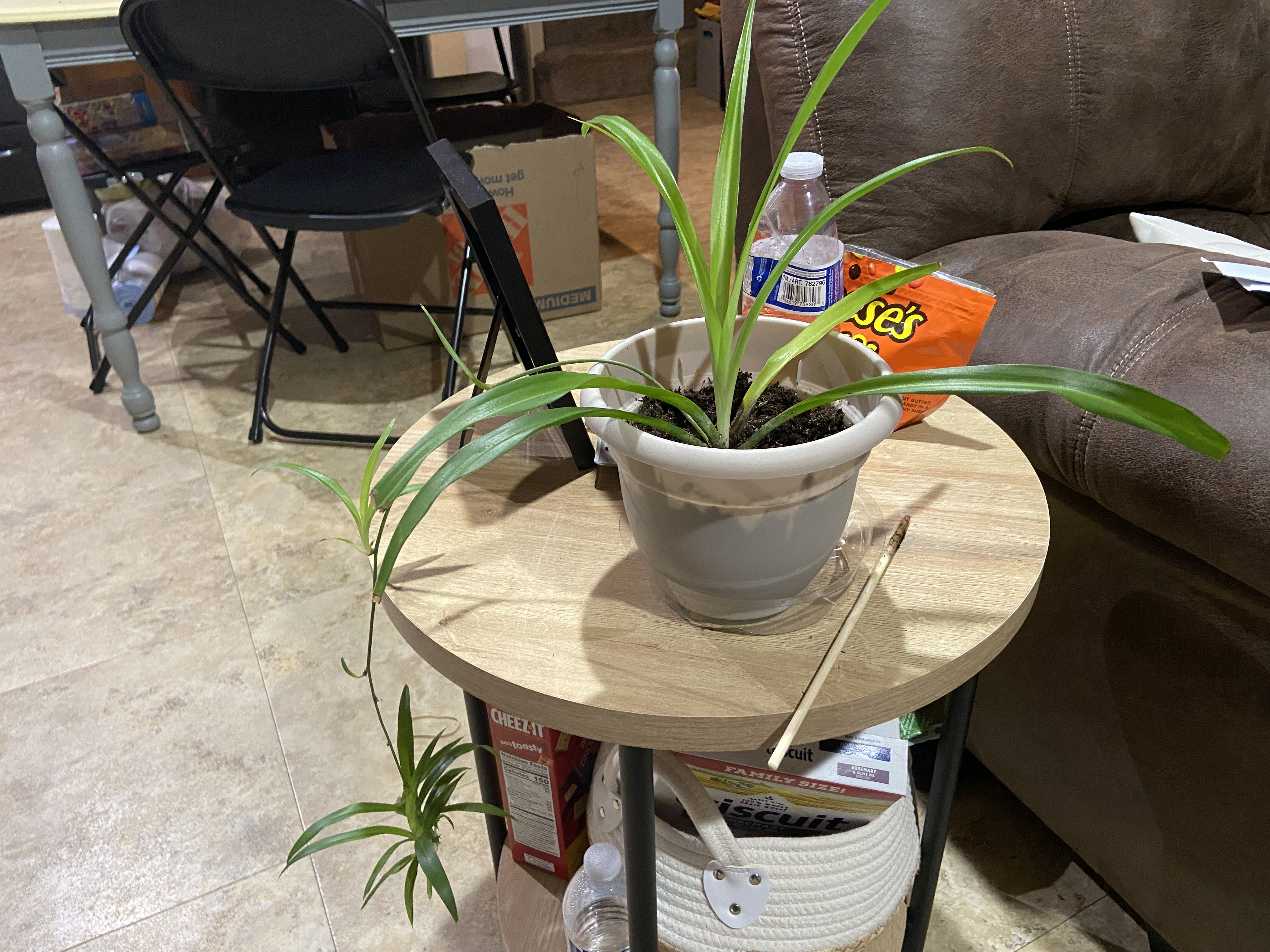 Help with my spider plant's root rot?