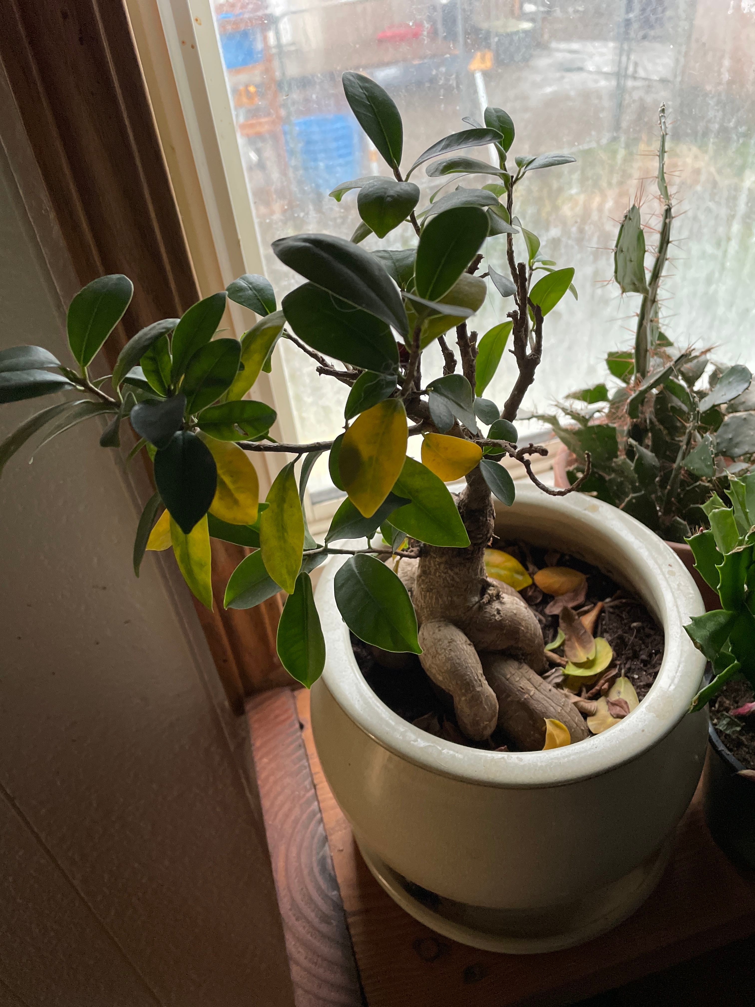 How to Care for Ficus Microcarpa: Mastering Water, Sunlight & More