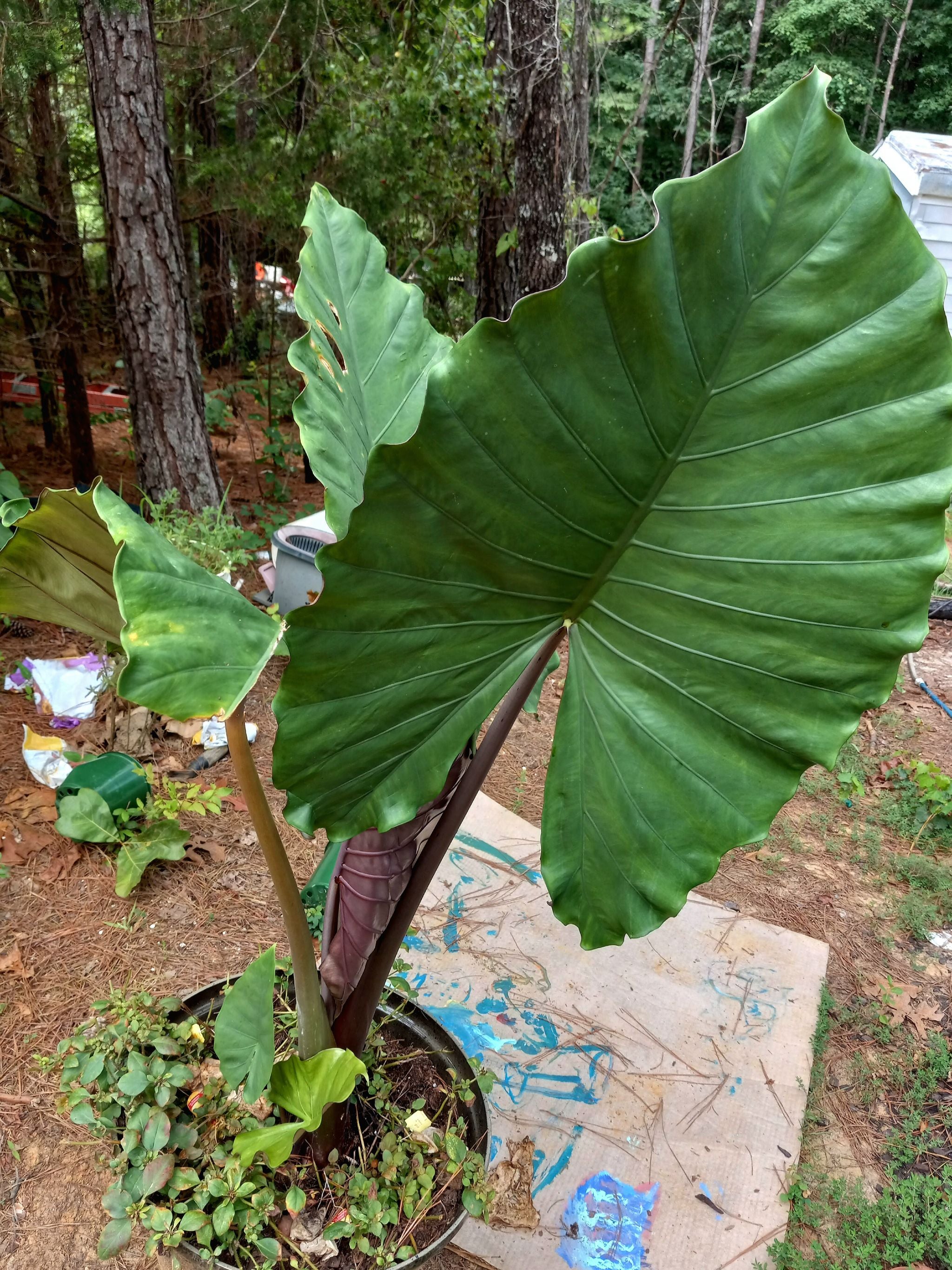 Arrowleaf Elephant Ear Plant Care: Water, Light, Nutrients | Greg App 🌱