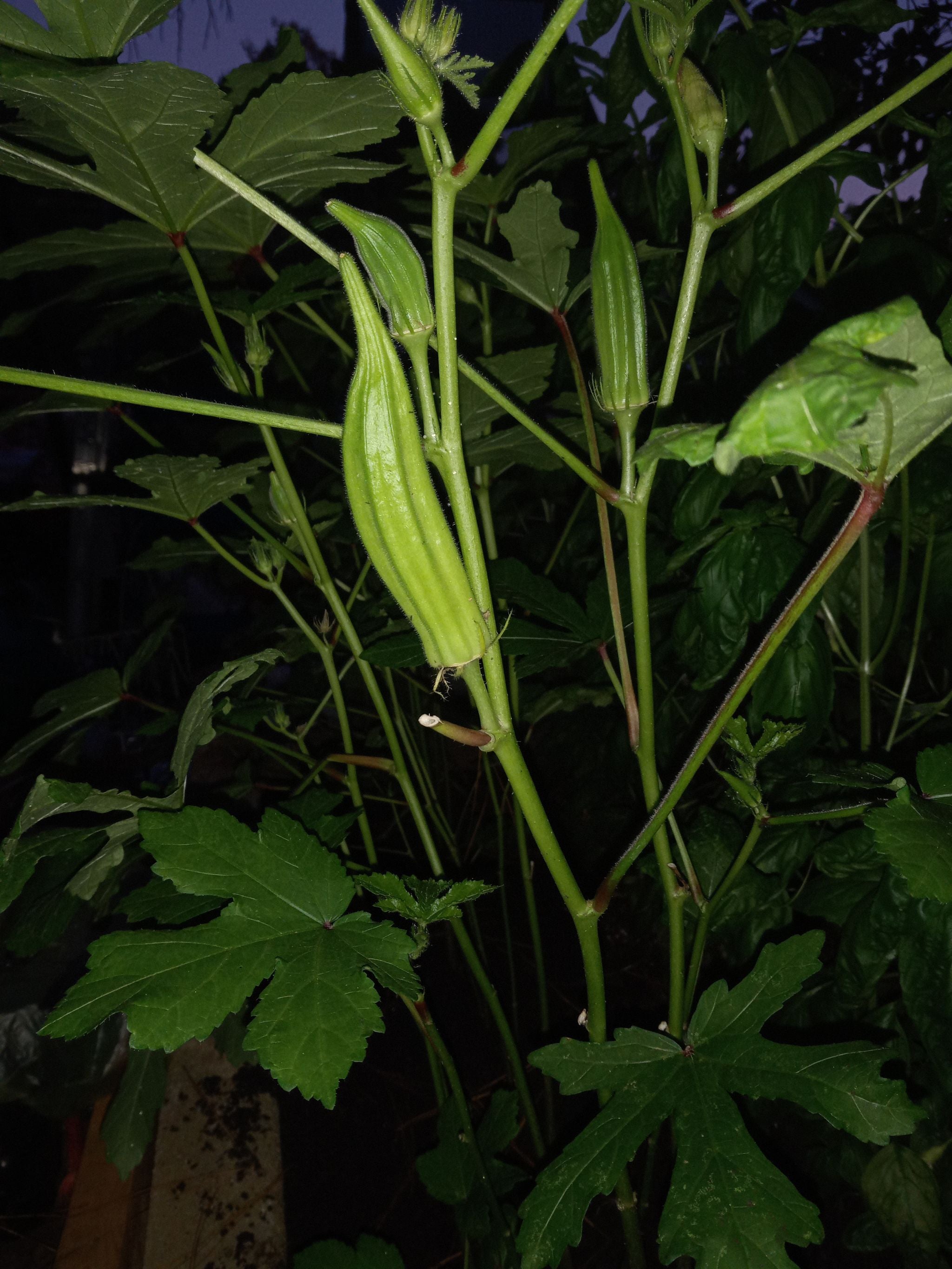 When and How Much To Fertilize Okra? | Fertilizing 101