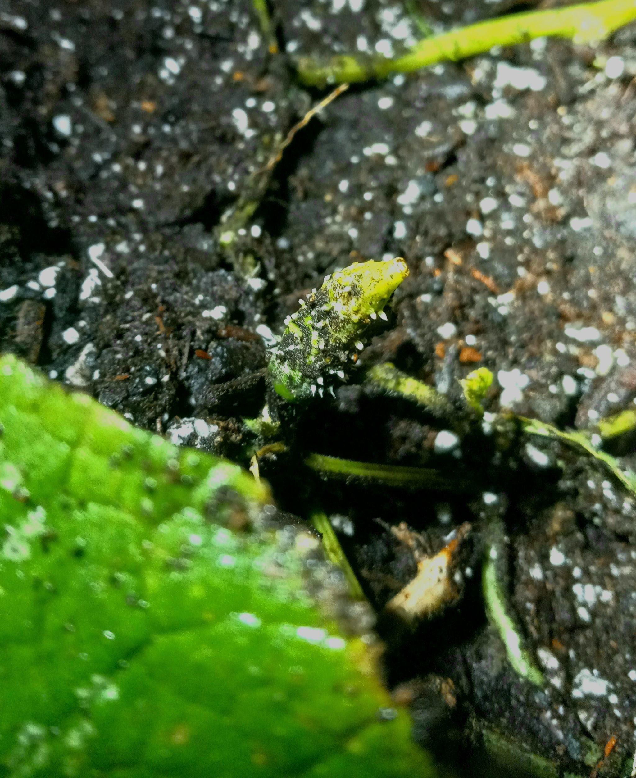 Ultimate Guide to Fixing Flower Problems in Okra