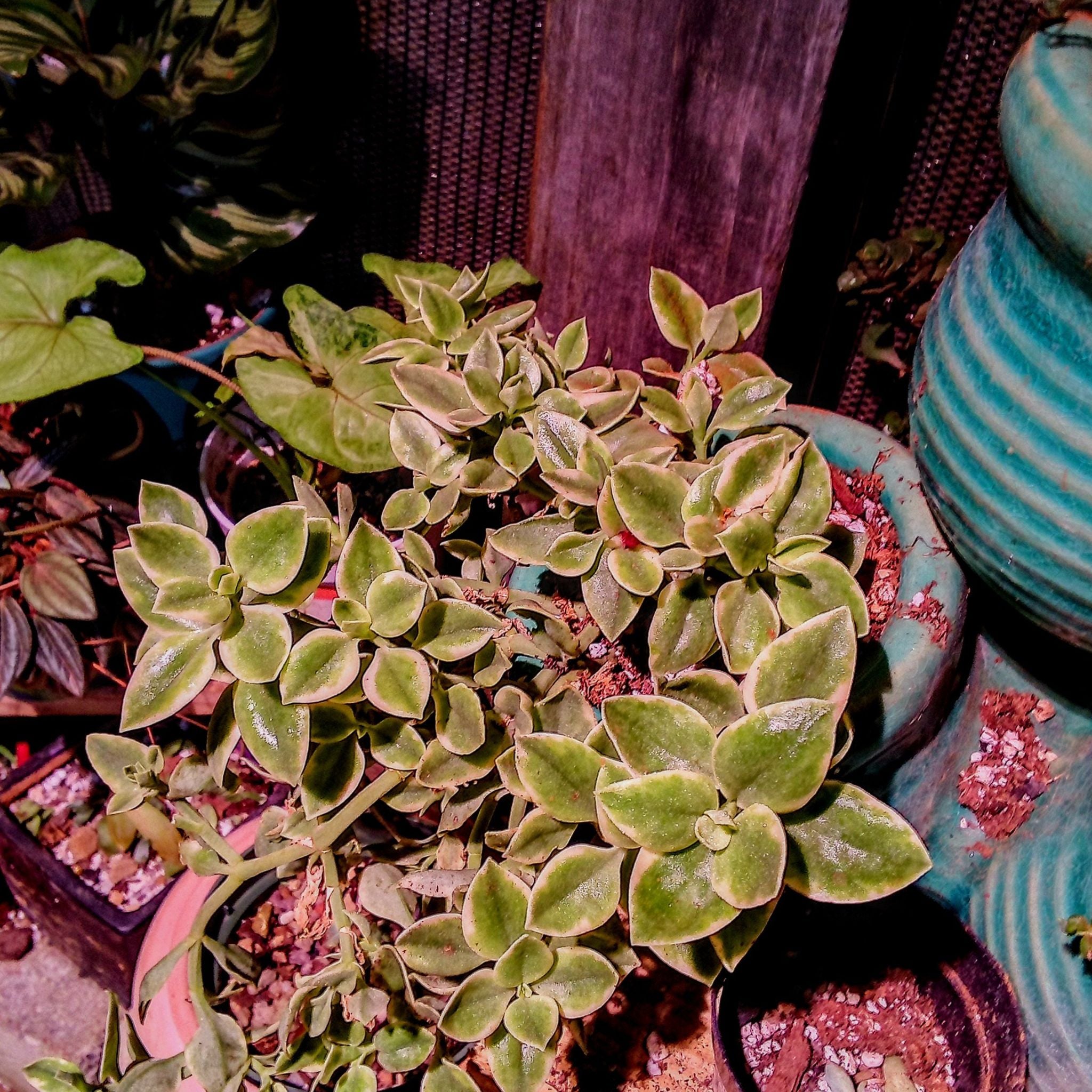 Personalized mezoo trailing red Care: Water, Light, Nutrients | Greg App