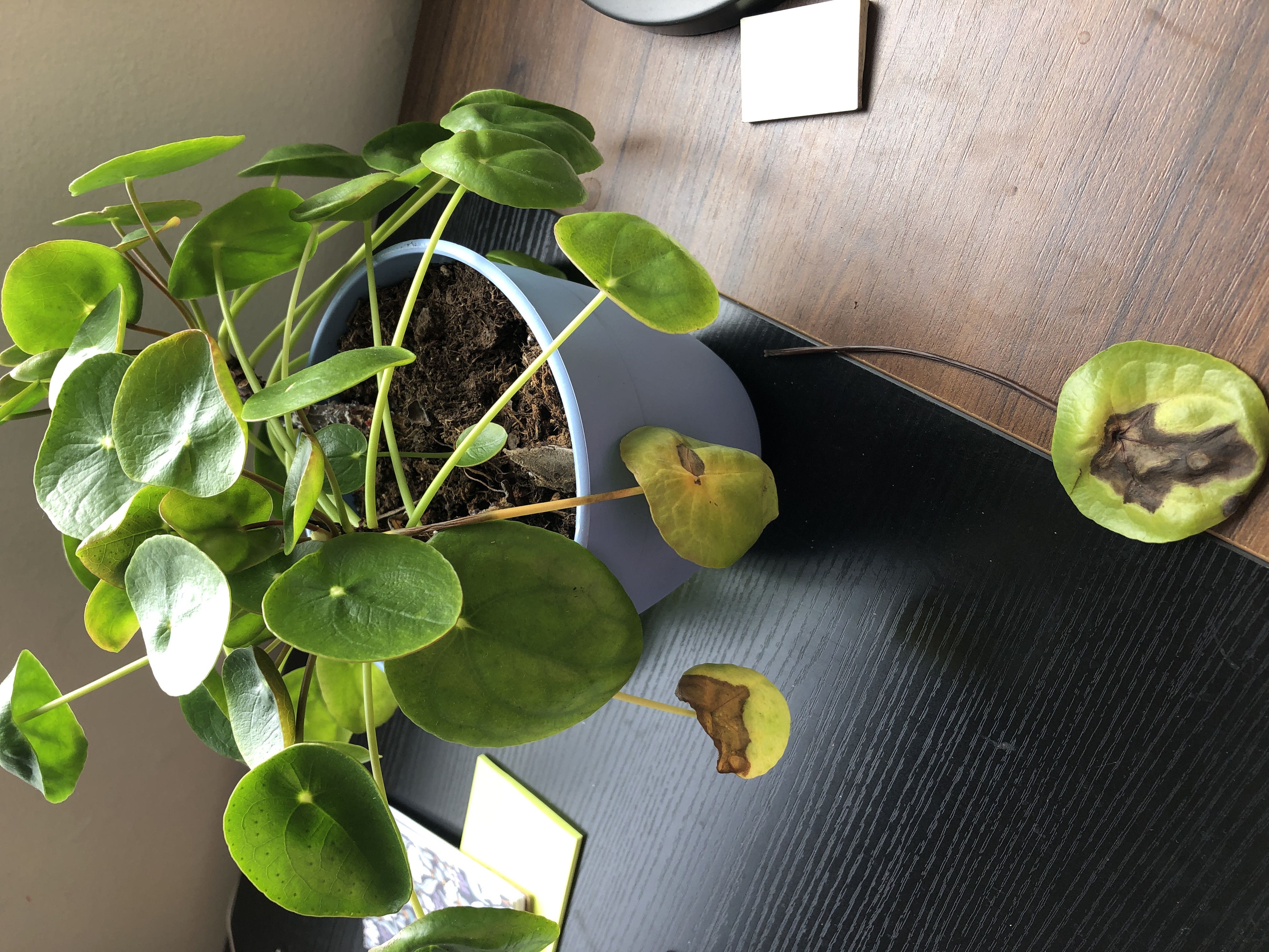 What Are The Bugs on My Chinese Money Plant? 🐛