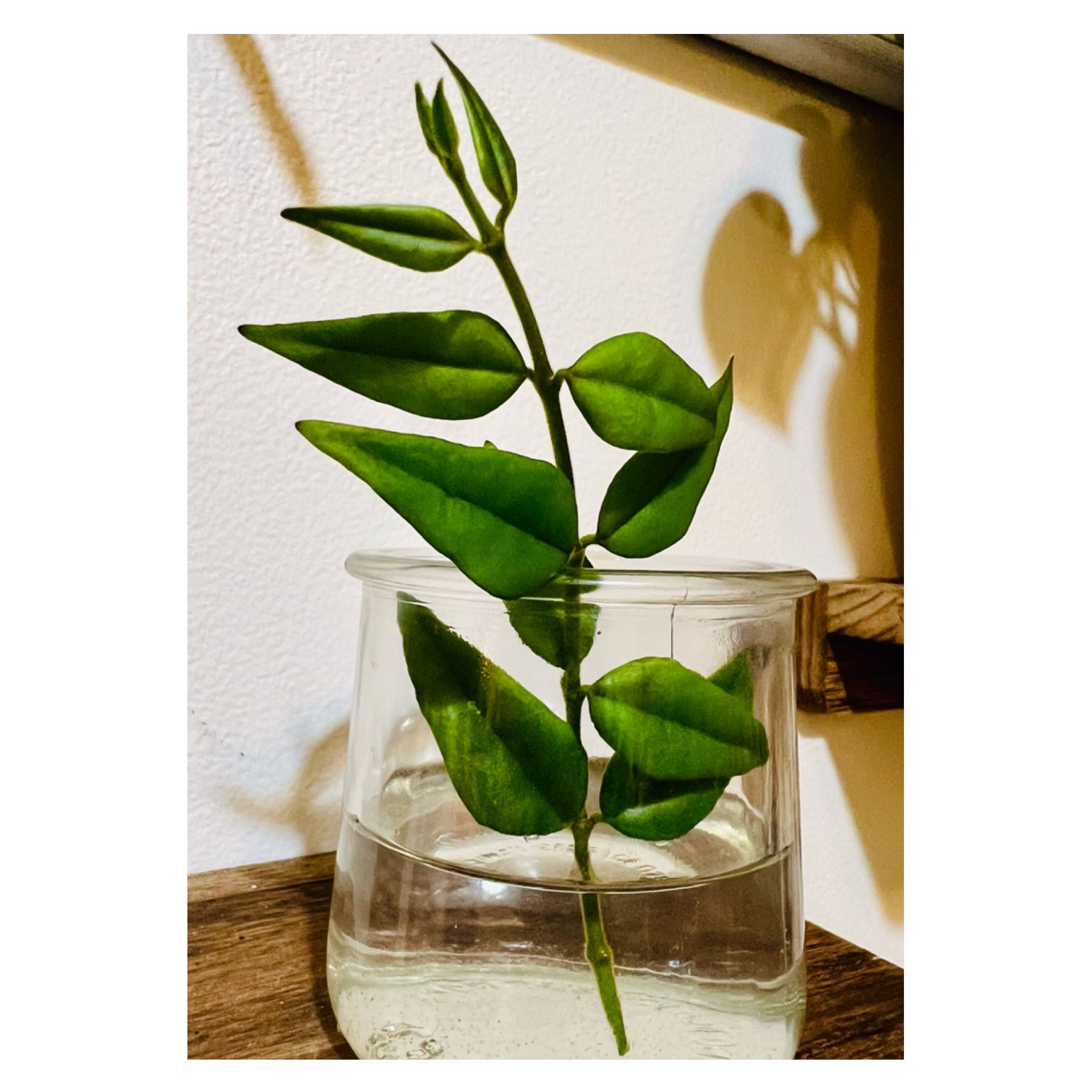 How Can You Tell If A Hoya Bella Is Dying? 💀