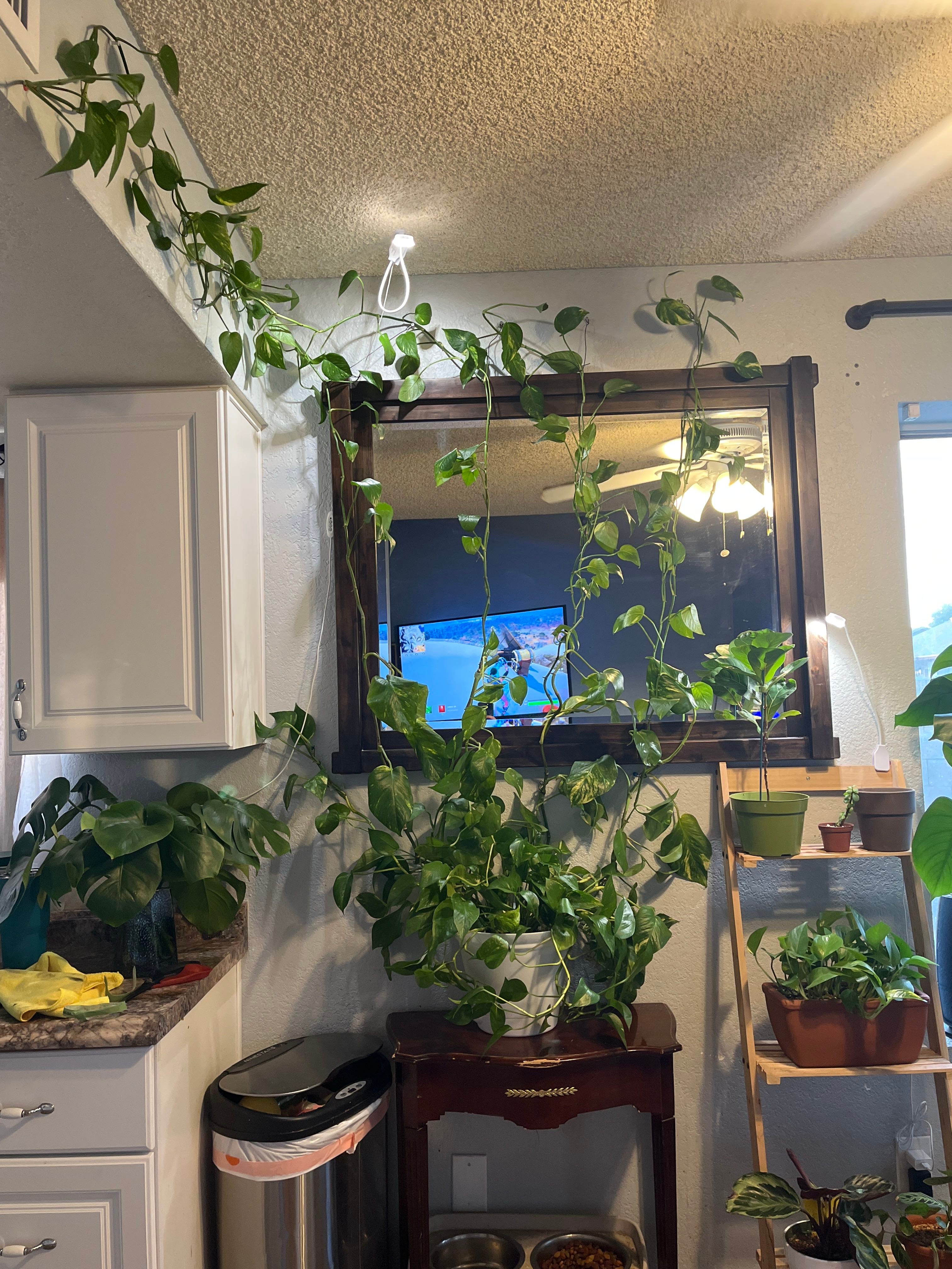 Golden Pothos Care 101: Water, Light & Growing Tips