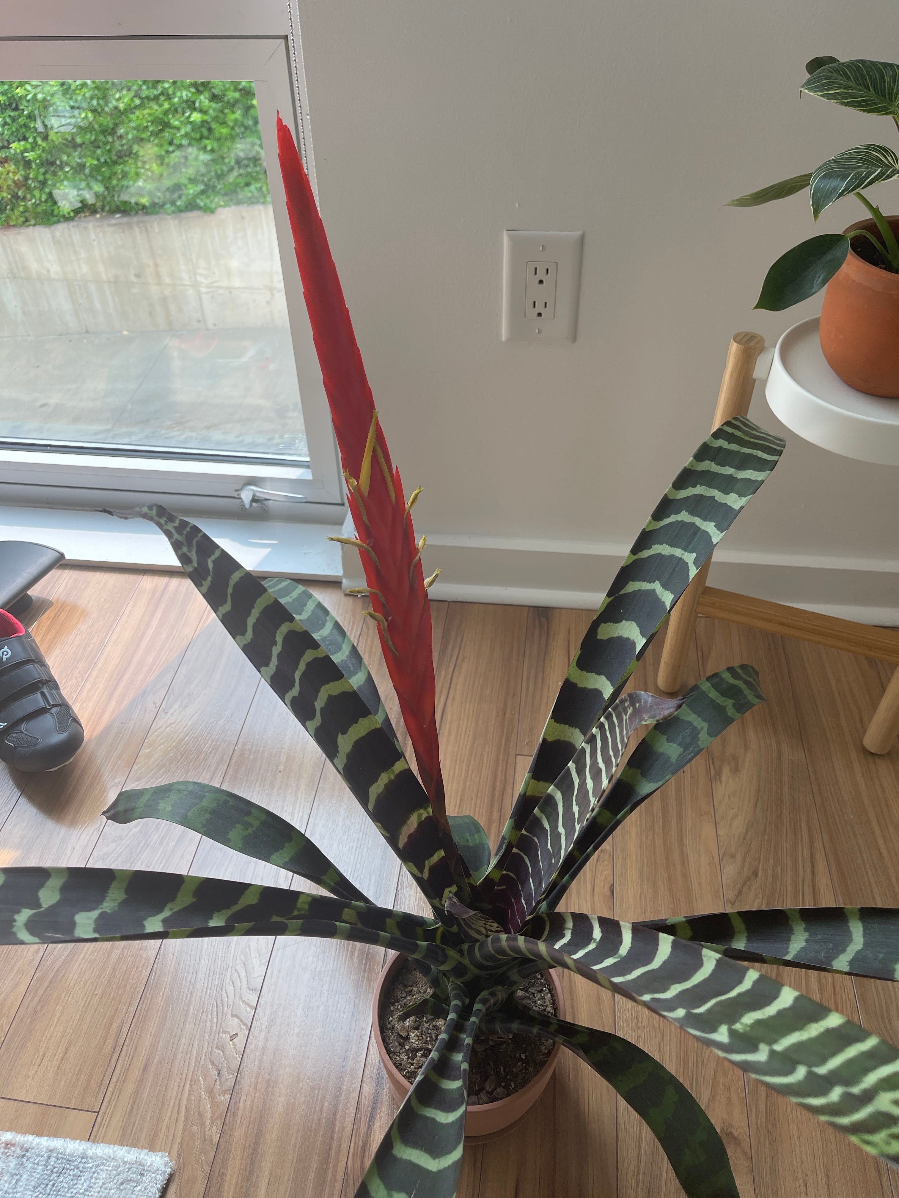 Flaming Sword Bromeliad: How Much Water & Light Does it Need to Thrive?
