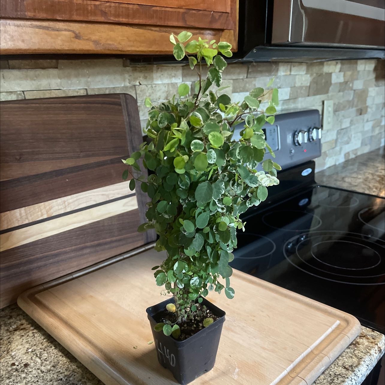 Why Are My Brenia Snowbush Leaves Curling?