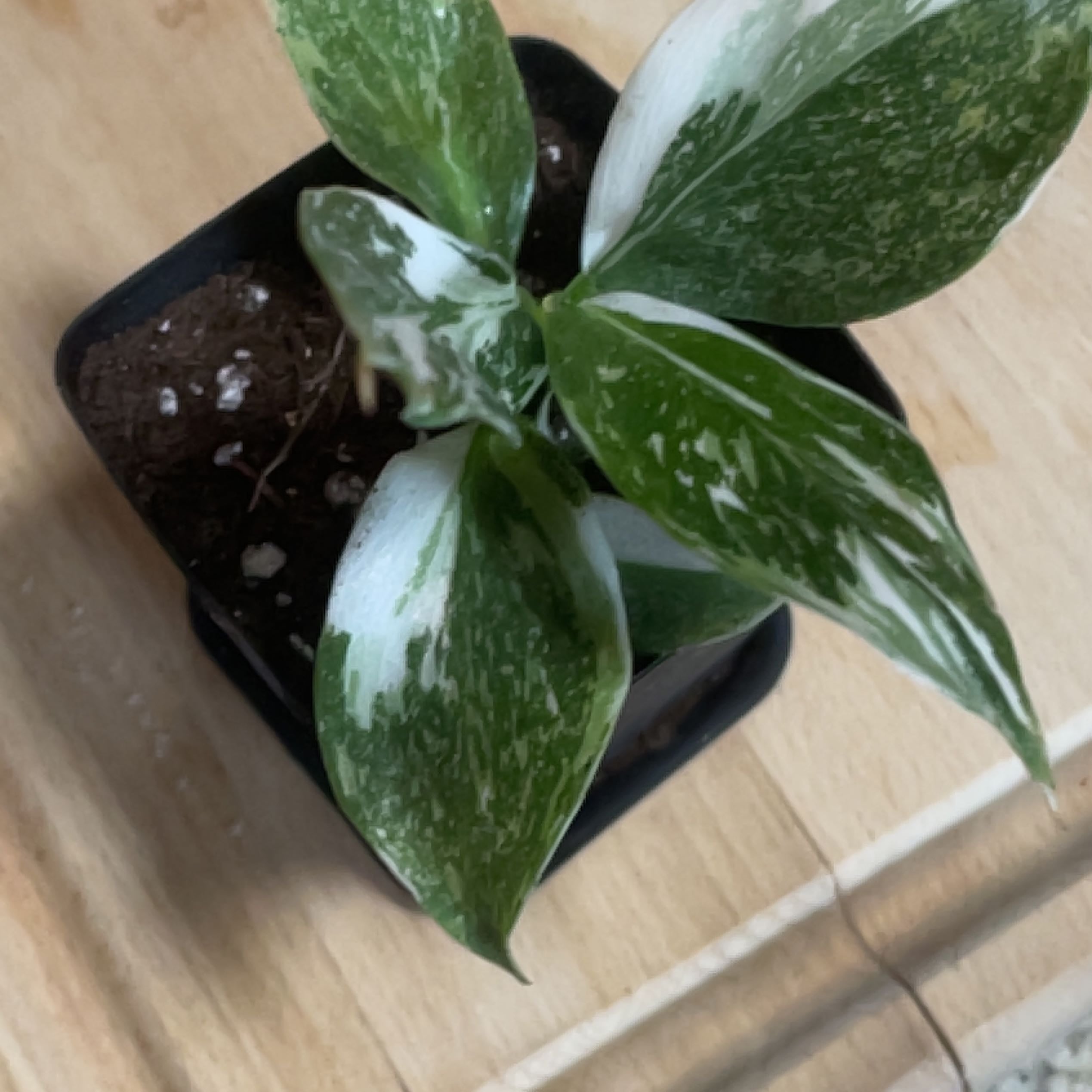 Personalized Philodendron Punctata Care: Water, Light, Nutrients | Greg App