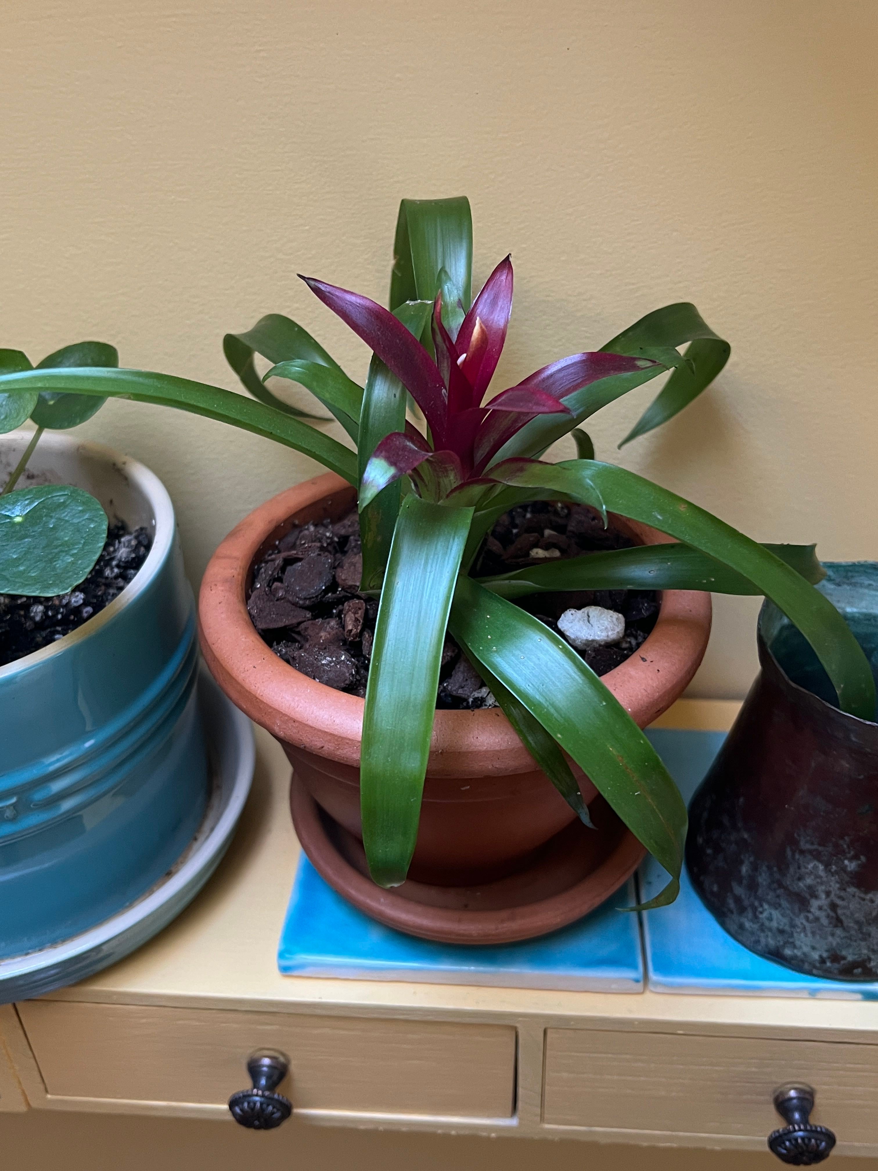 How Do I Fix West Indian Tufted Airplant Root Rot?