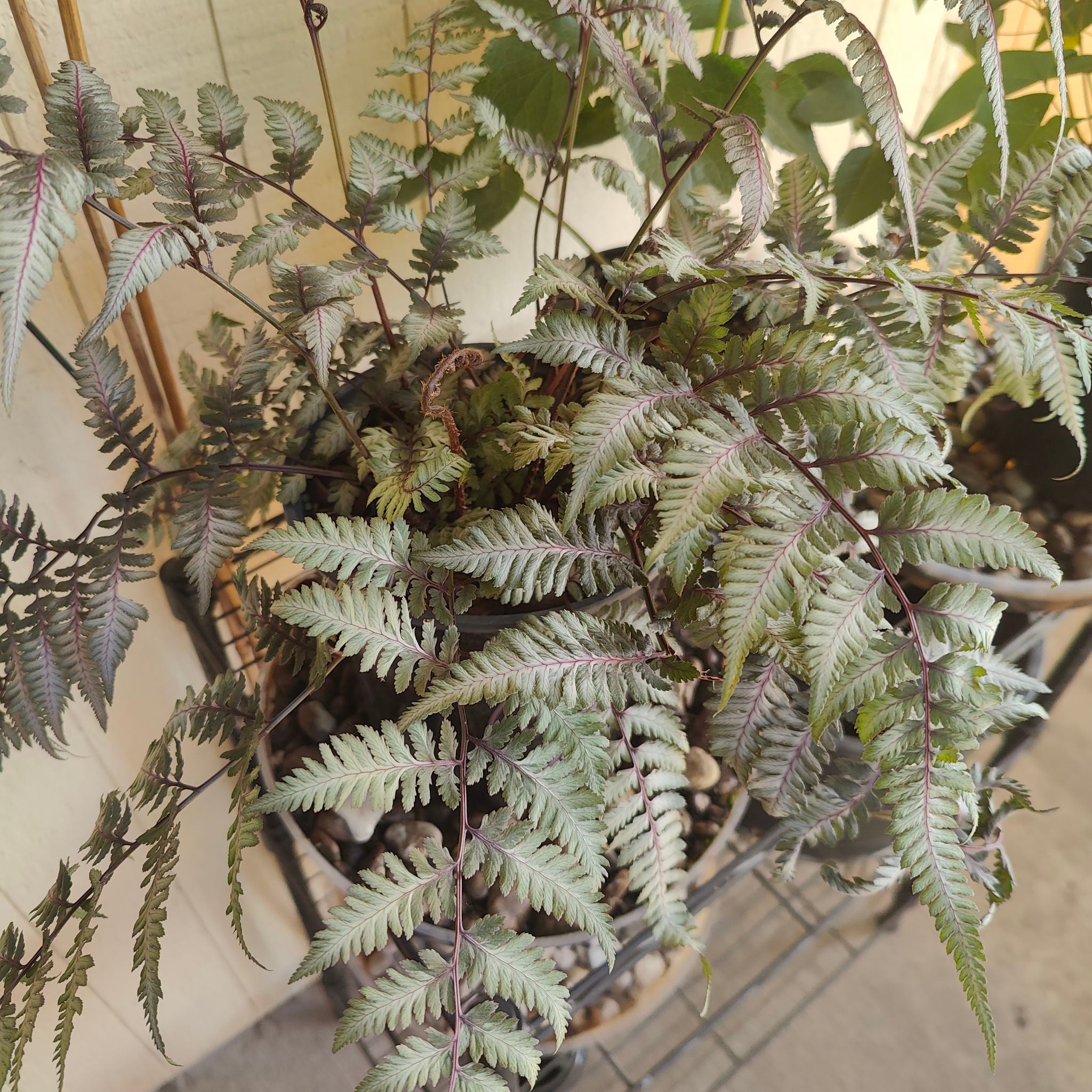 How Can You Tell If A Japanese Painted Fern Is Dying?