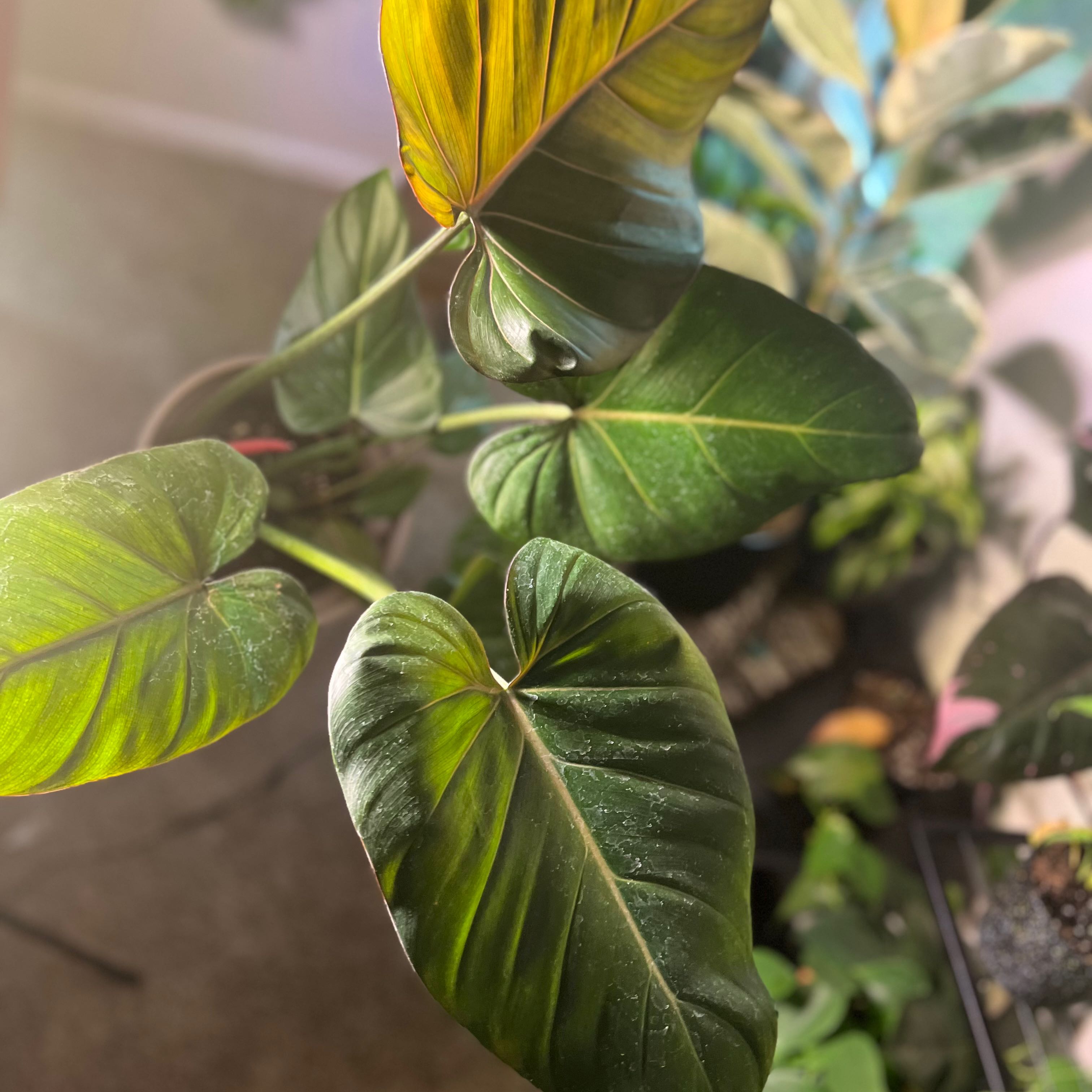 How to Fertilize Your Philodendron 'Summer Glory'