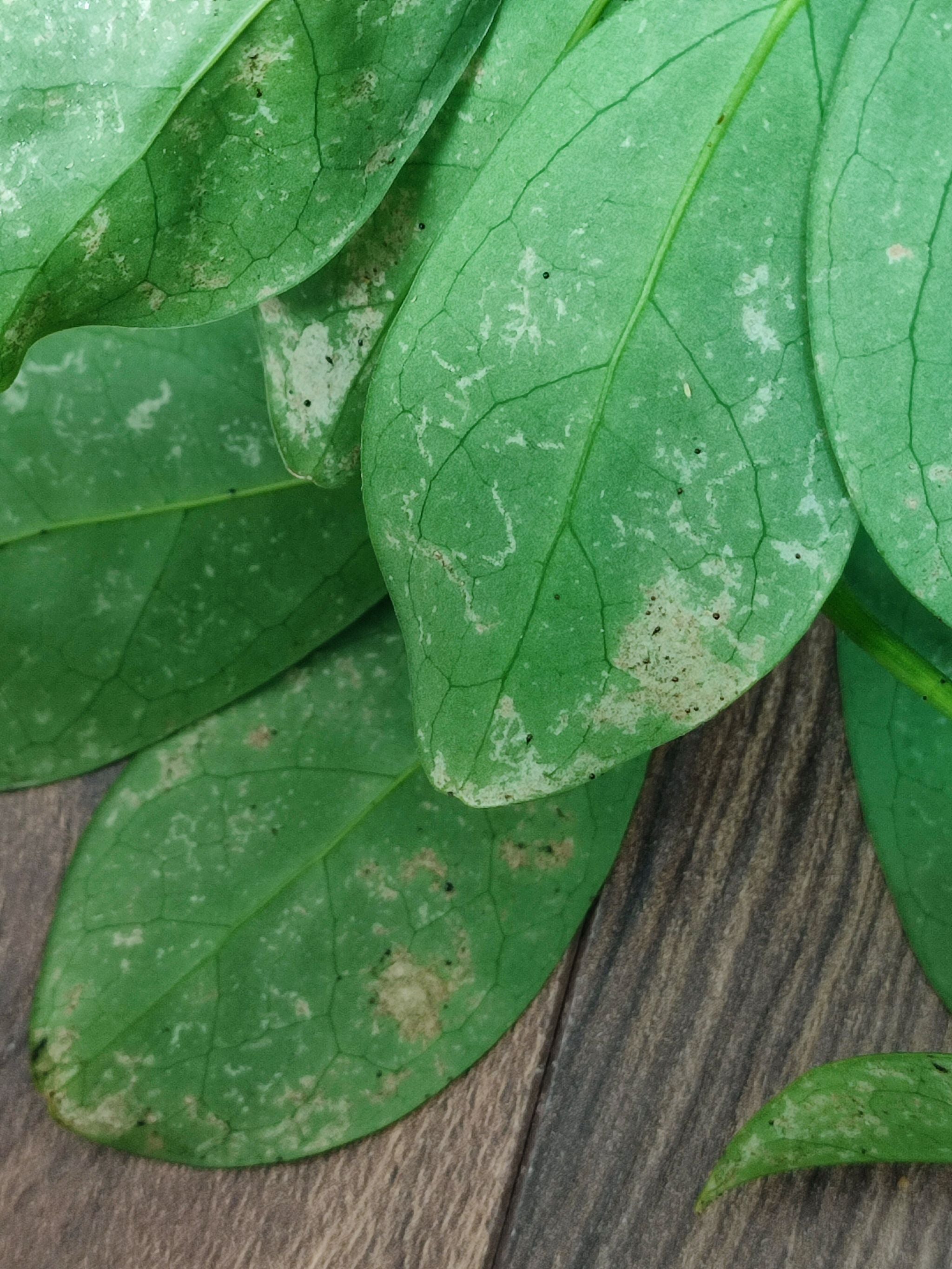 The Complete Alpine Schefflera Plant Care Guide: Water, Light & Beyond