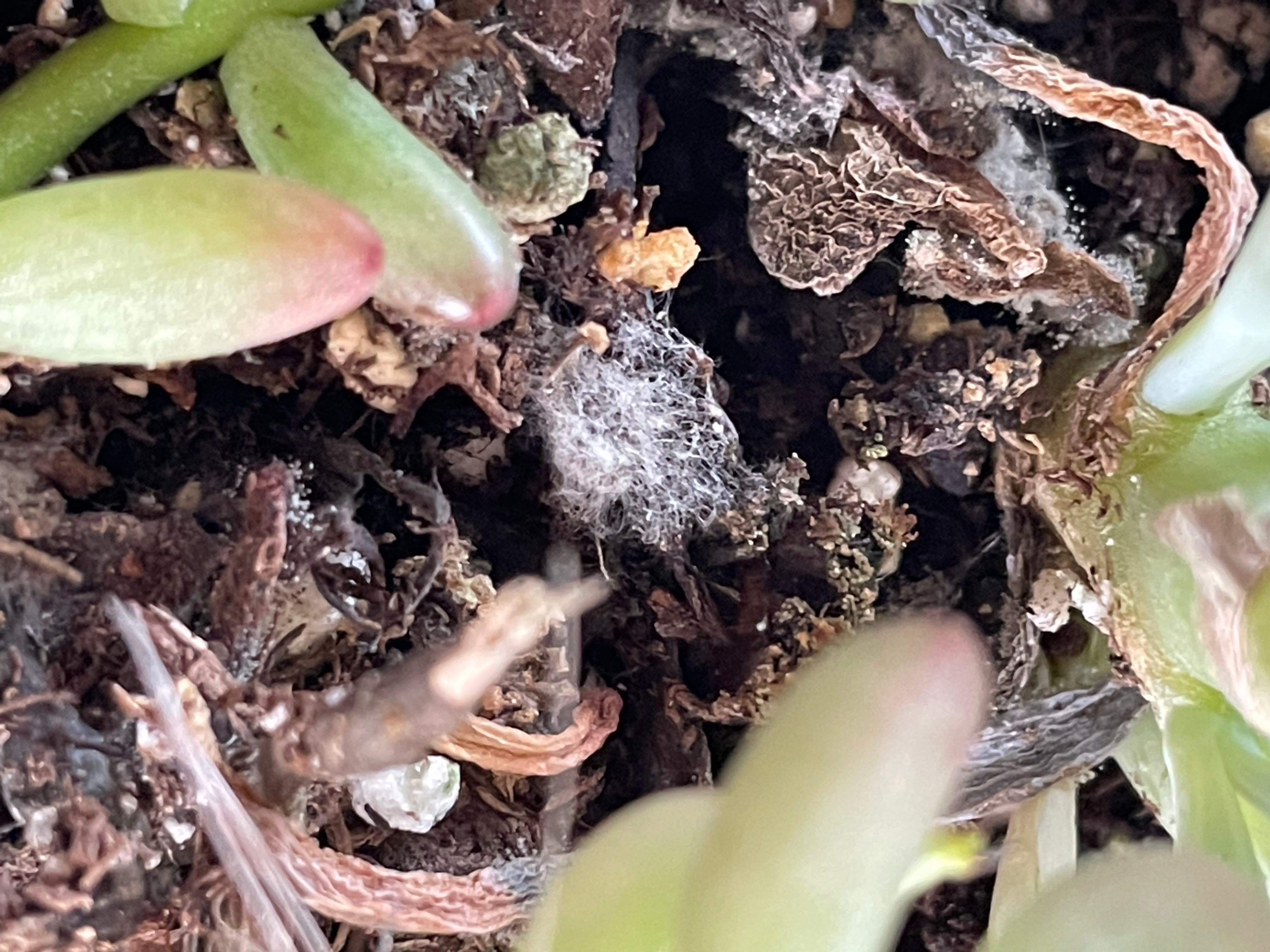 Bug or mold on my String of Pearls?