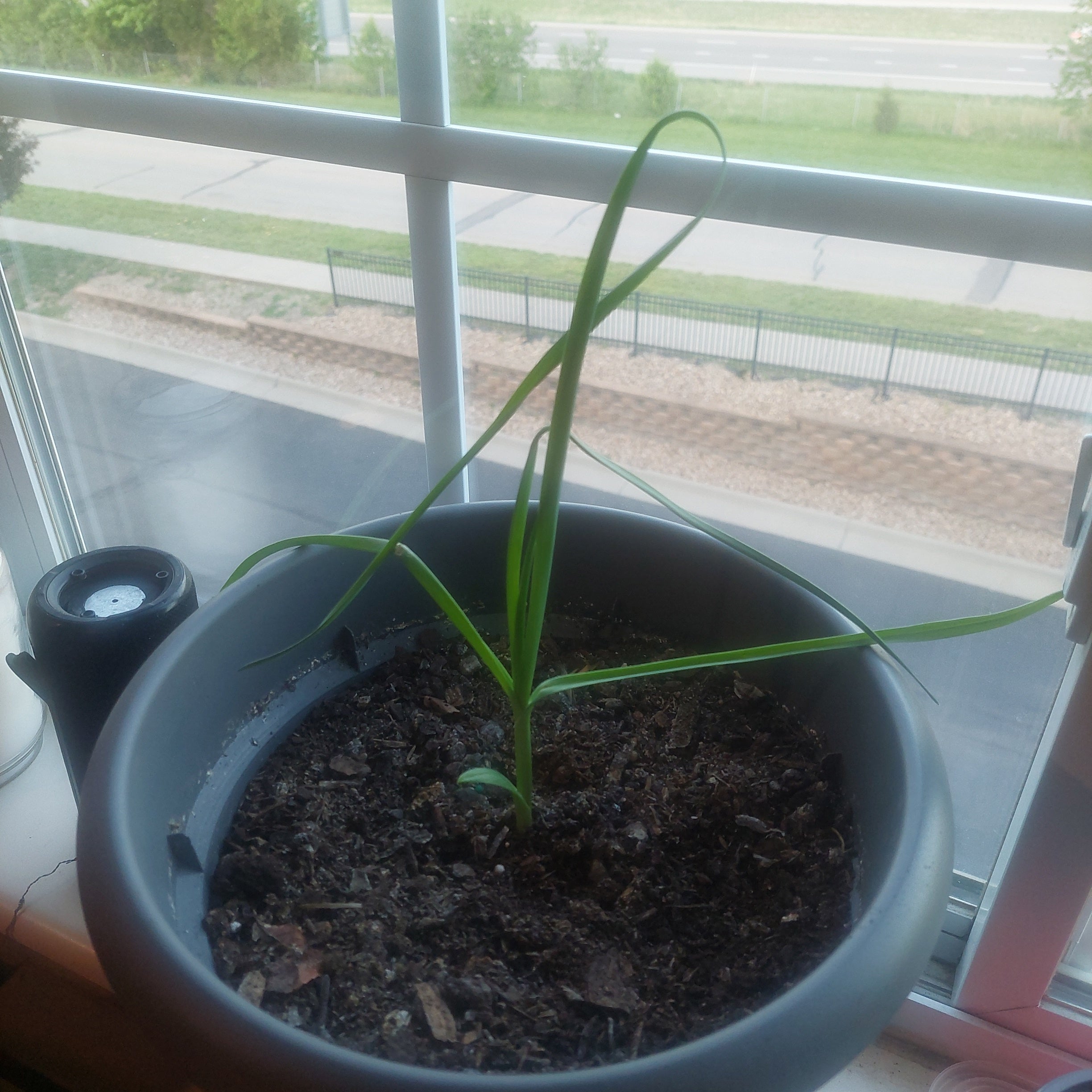 Why Are There Brown Spots on My Garlic Leaves?