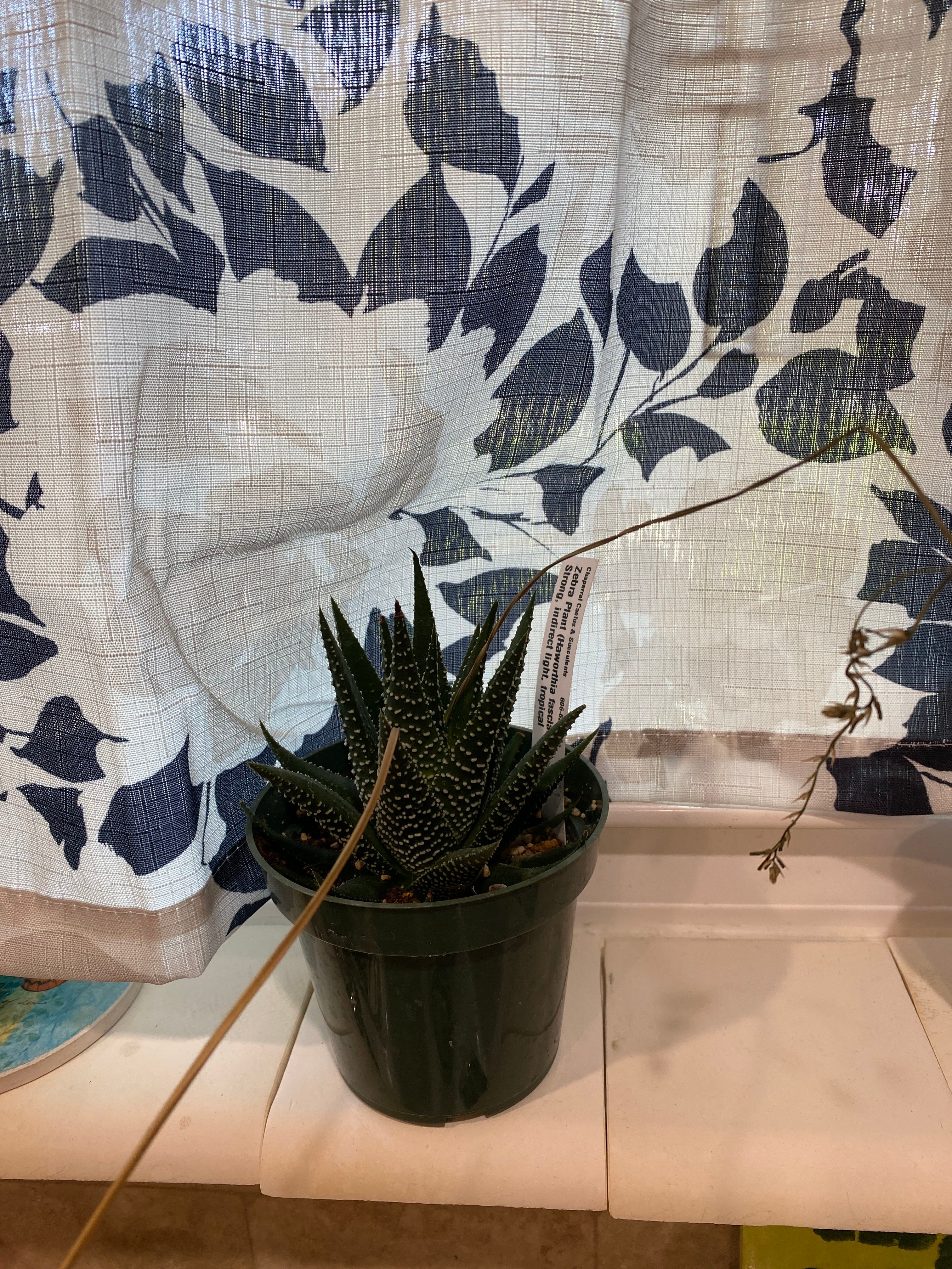 What to do with zebra plant stems?