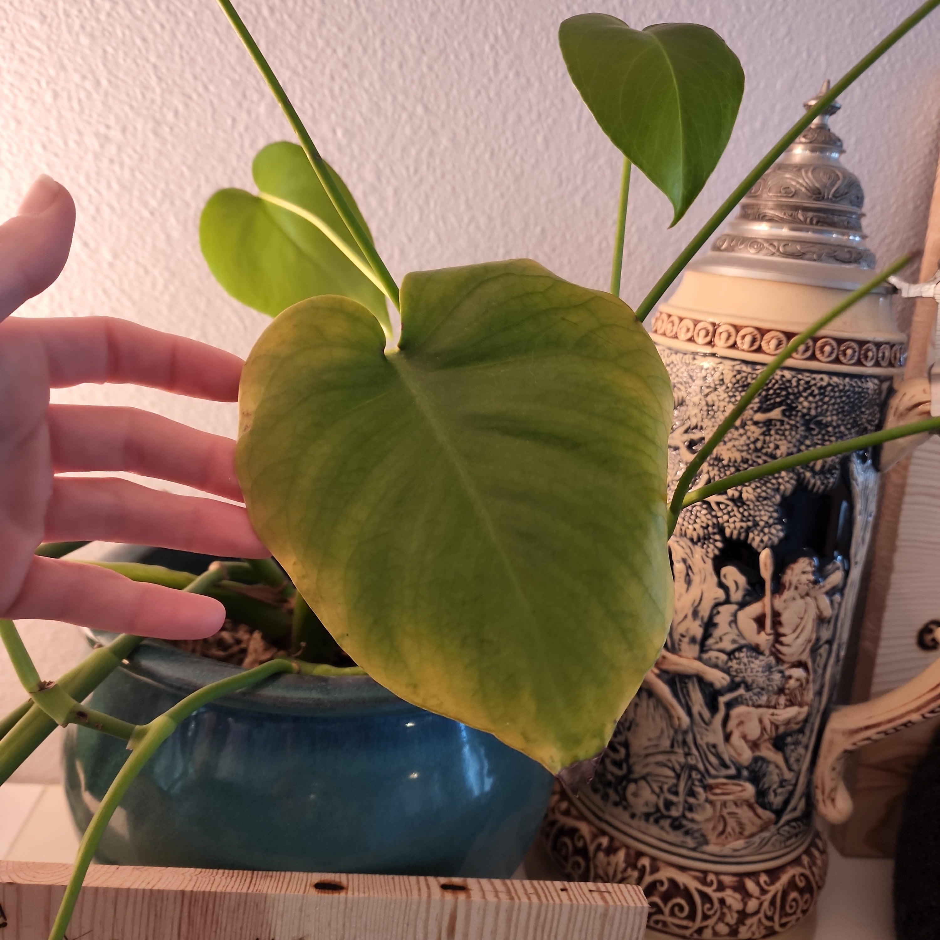 Why Are My Dwarf Monstera Deliciosa Leaves Droopy? 😔