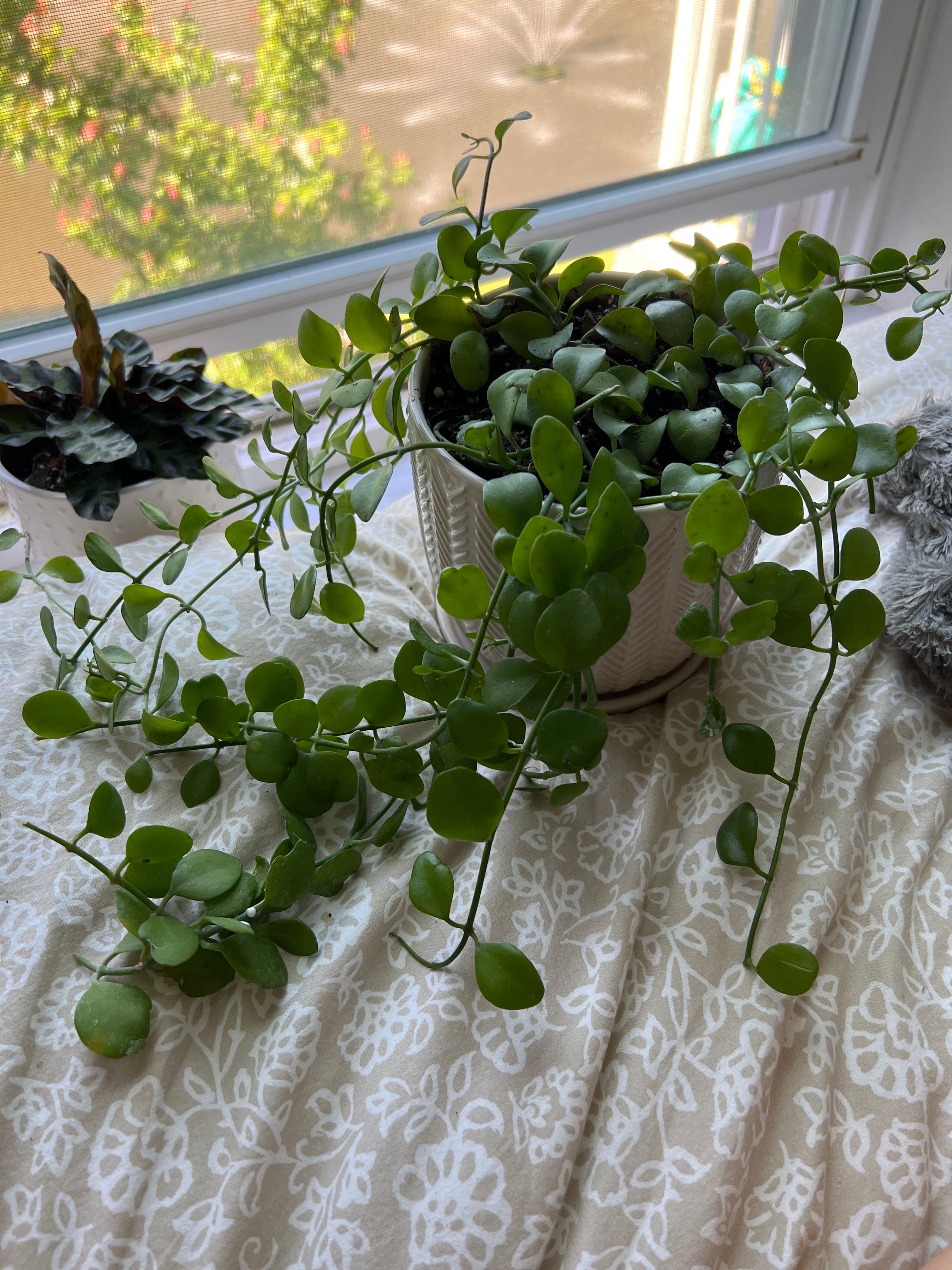 When to Plant Your String of Nickels 💰