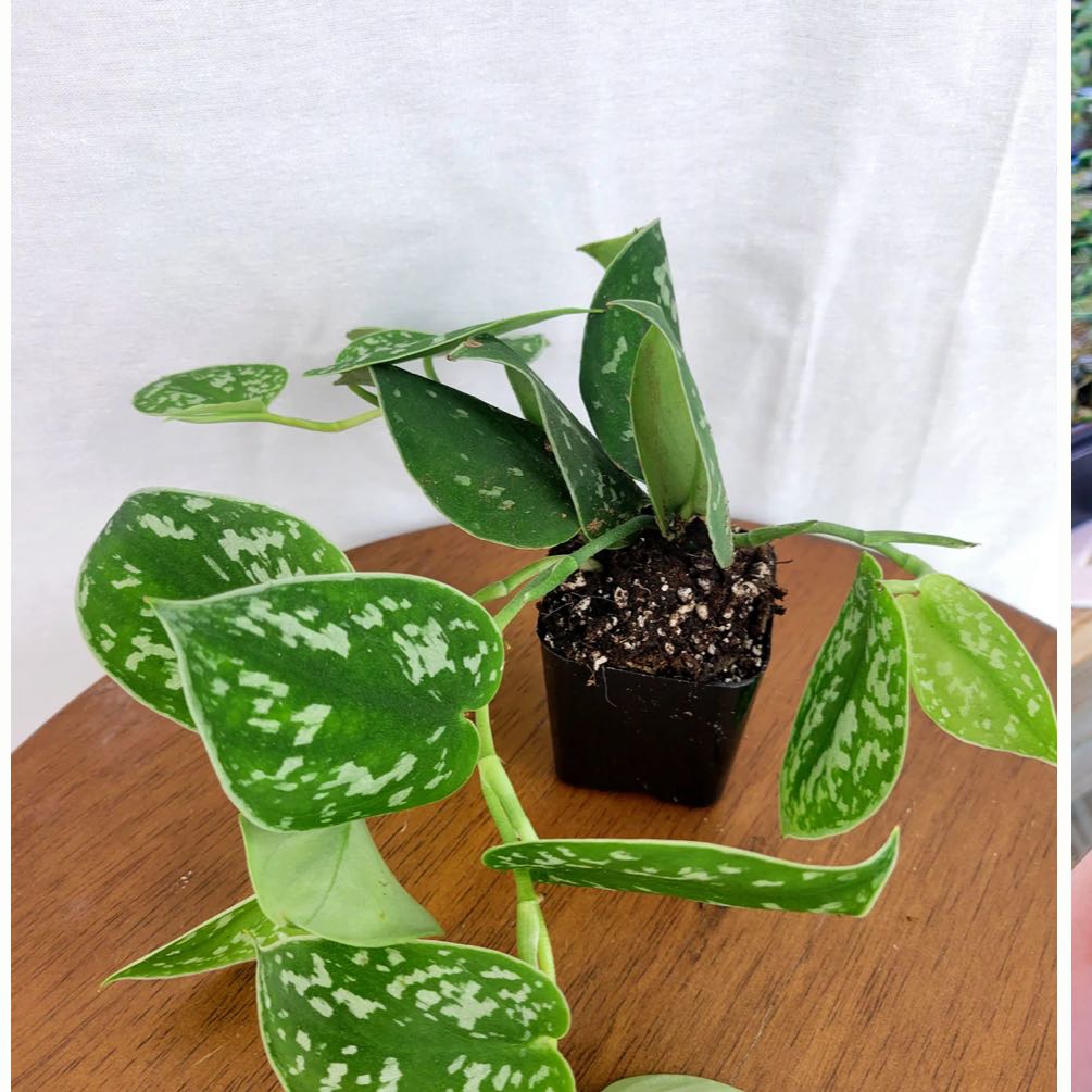 Best Soil for Silver Anne Pothos