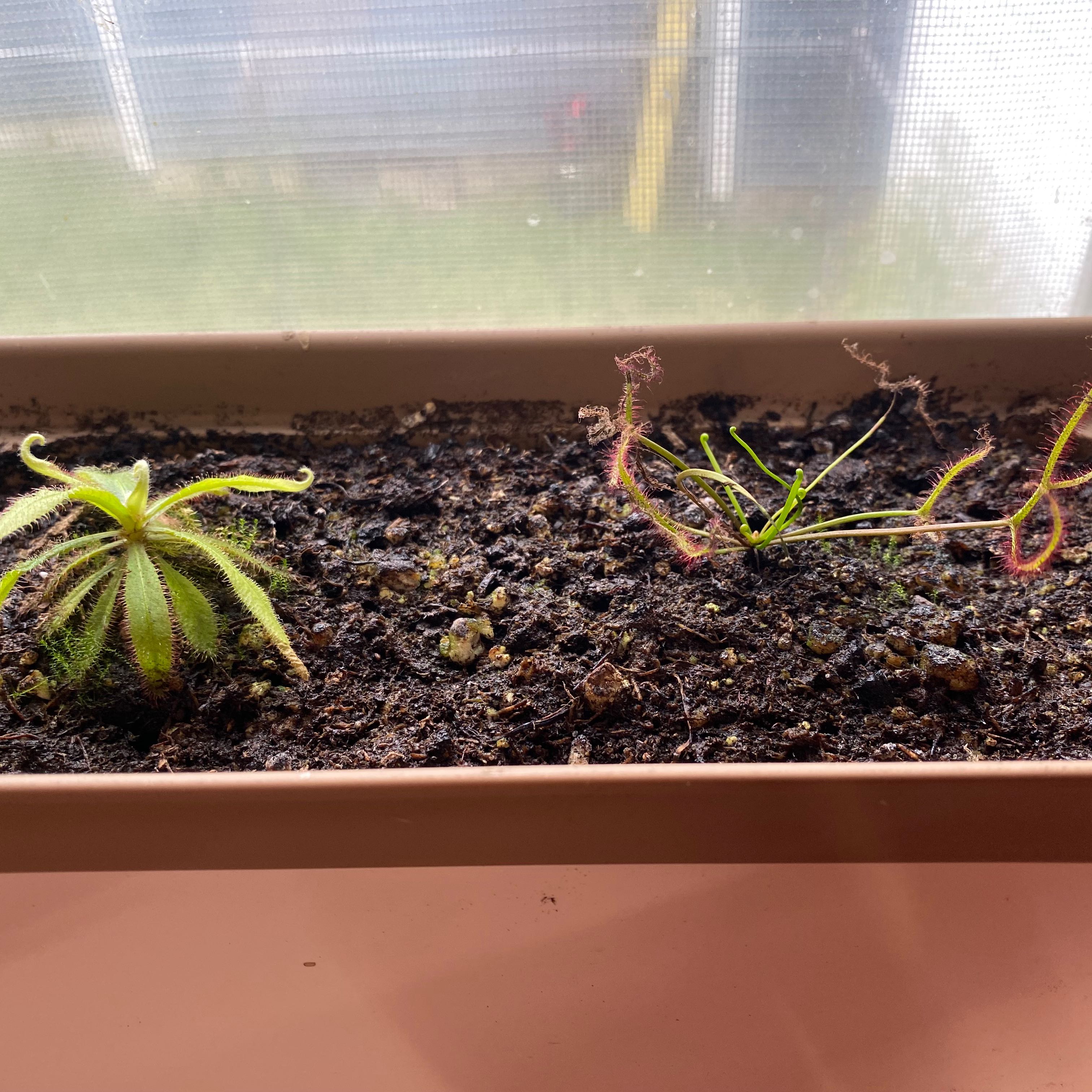 Best Potting Soil Mix for Spoon-Leaved Sundew