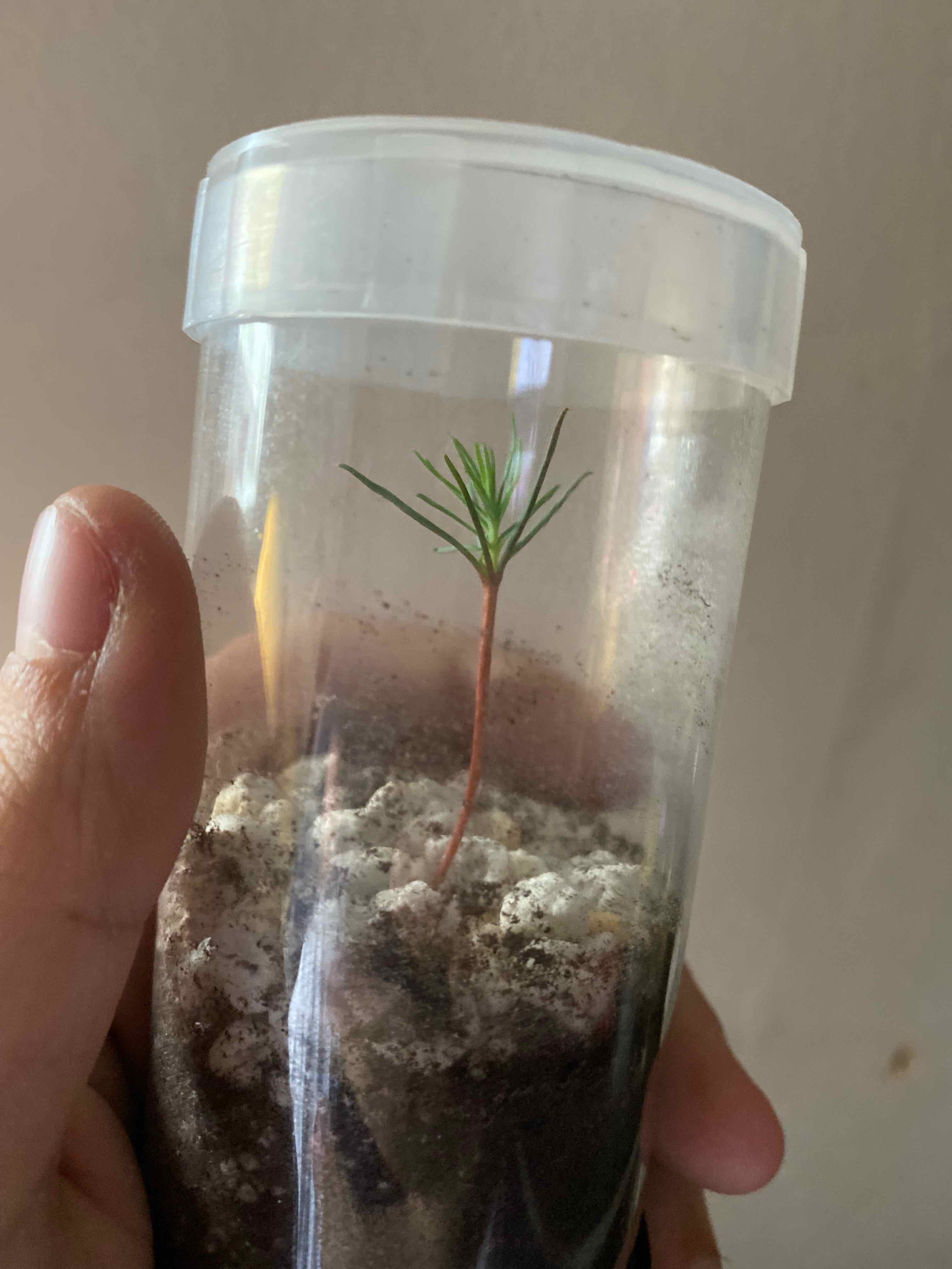 How Do I Cure Blue Spruce Root Rot?