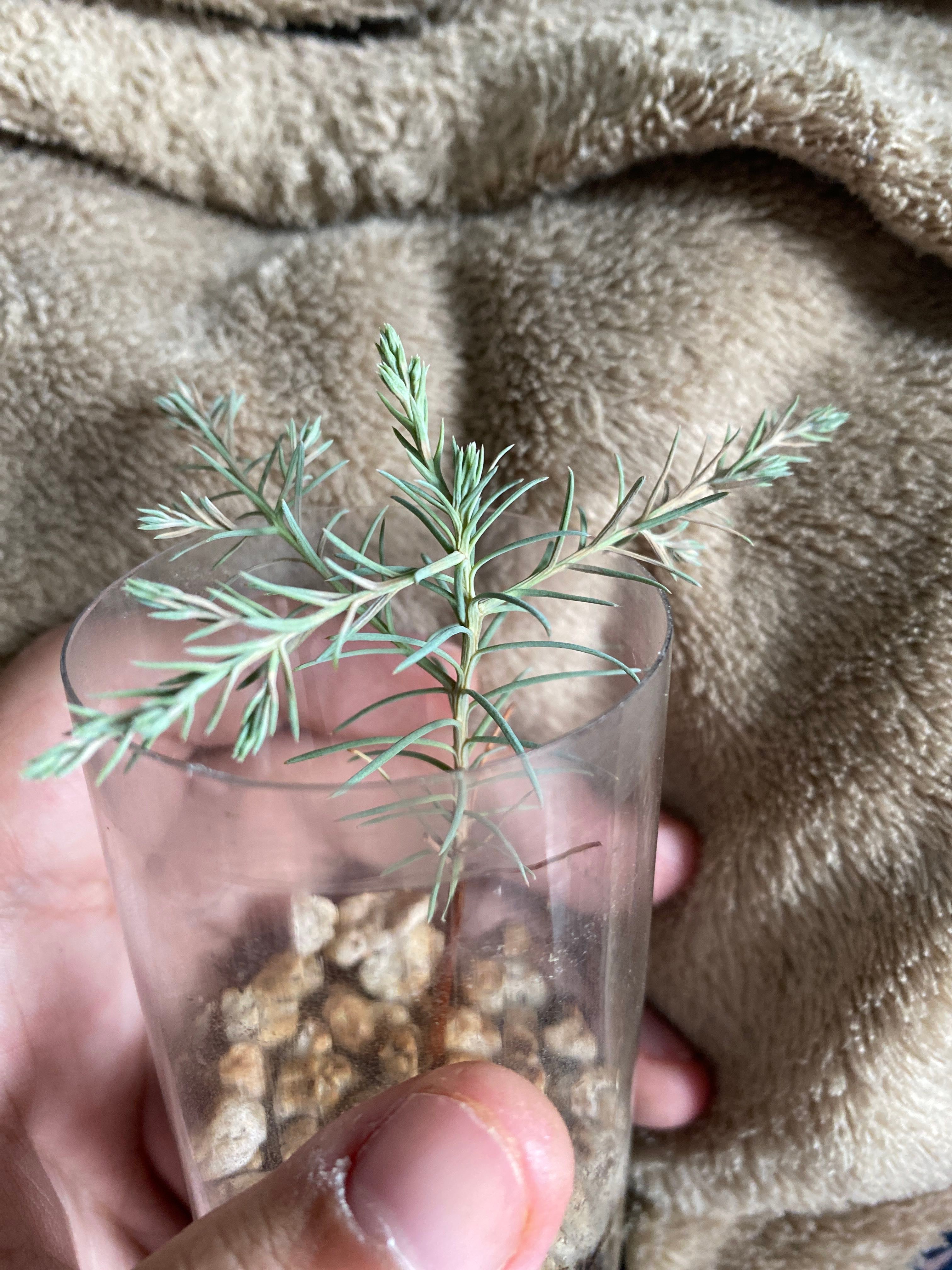 The Complete Dwarf Alberta Spruce Plant Care Guide: Water, Light & Beyond