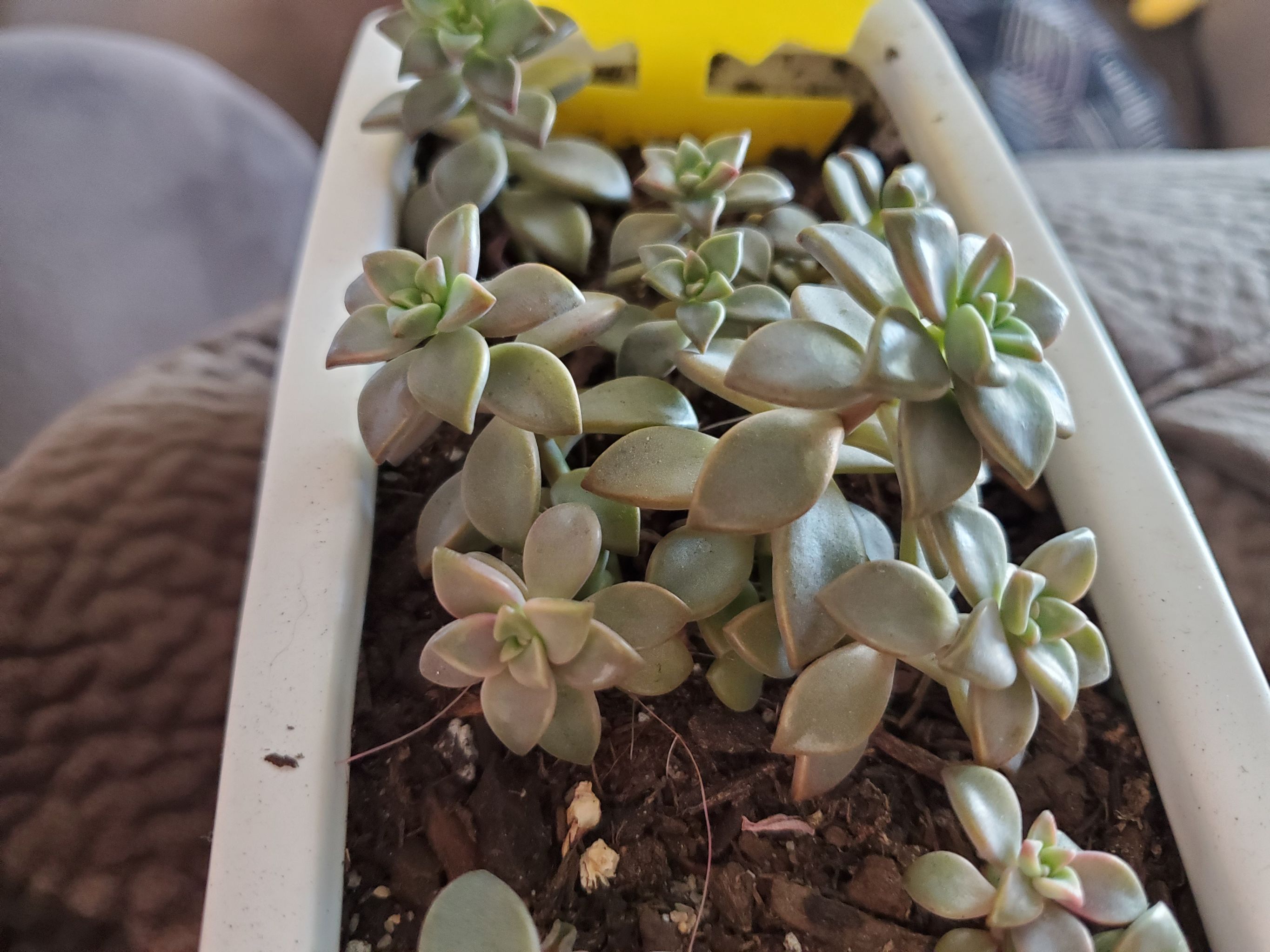 Show off your clumping succulents!