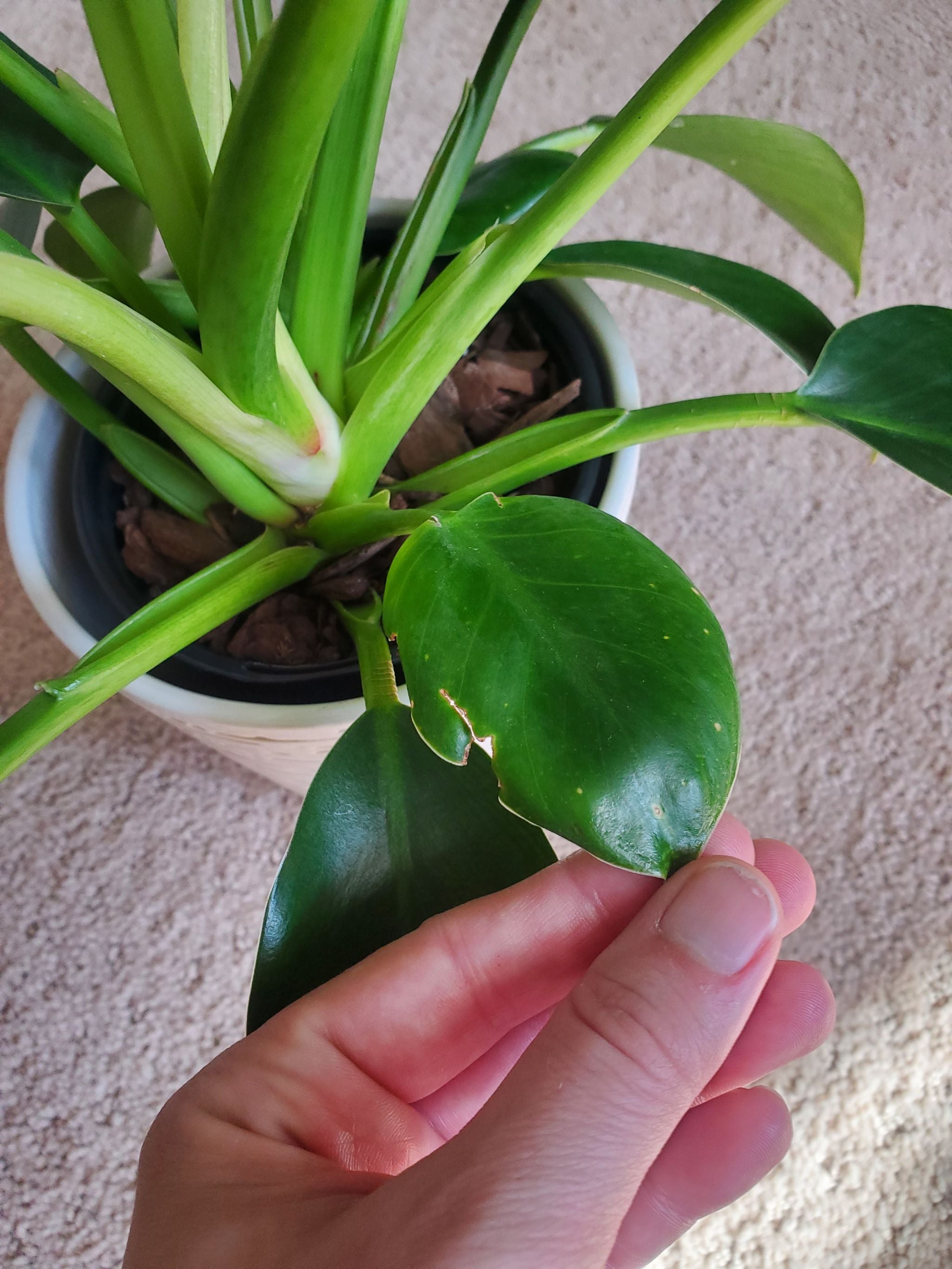 Brown Spots On Philodendron 'Green Princess' Leaves