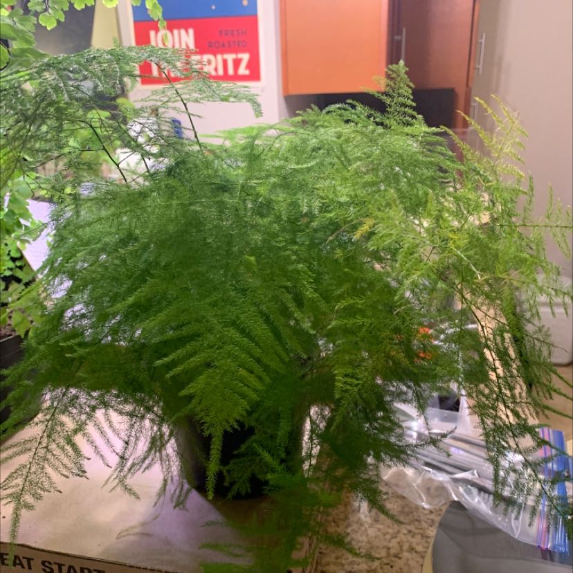 Why Are My Asparagus Fern Leaves Curling?