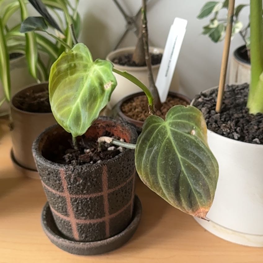 💧 Why Are My Philodendron Splendid Leaves Mushy?