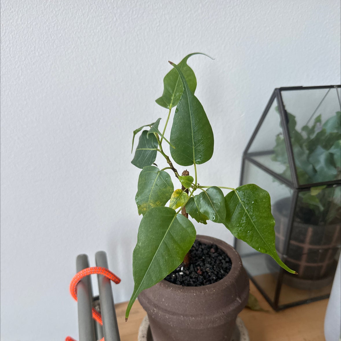 10 Benefits of Having a Bodhi Tree