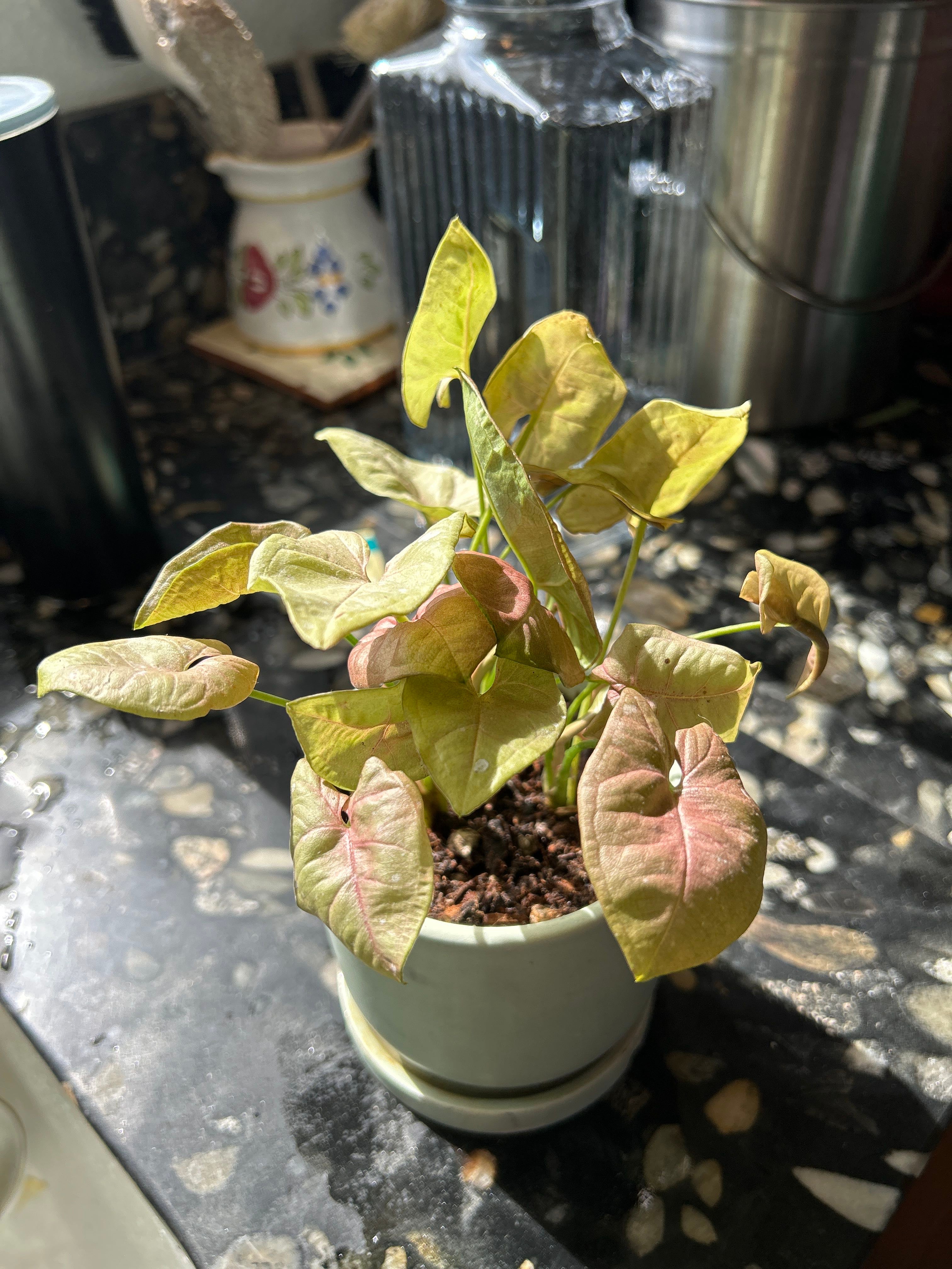 Why Are There Brown Spots on My Syngonium 'Neon Robusta'?