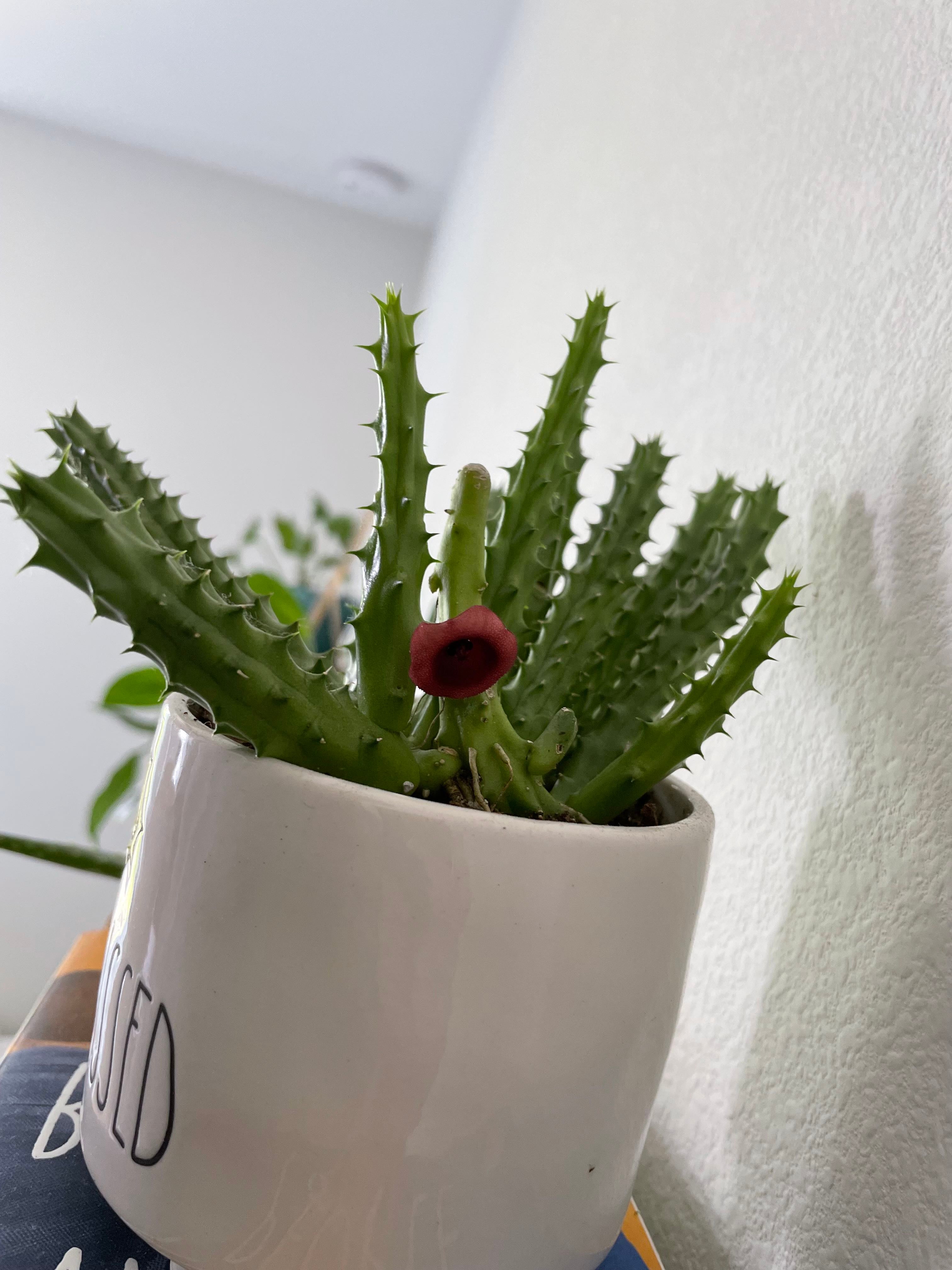 Candelabra Cactus Plant Care: Water, Light, Nutrients | Greg App 🌱