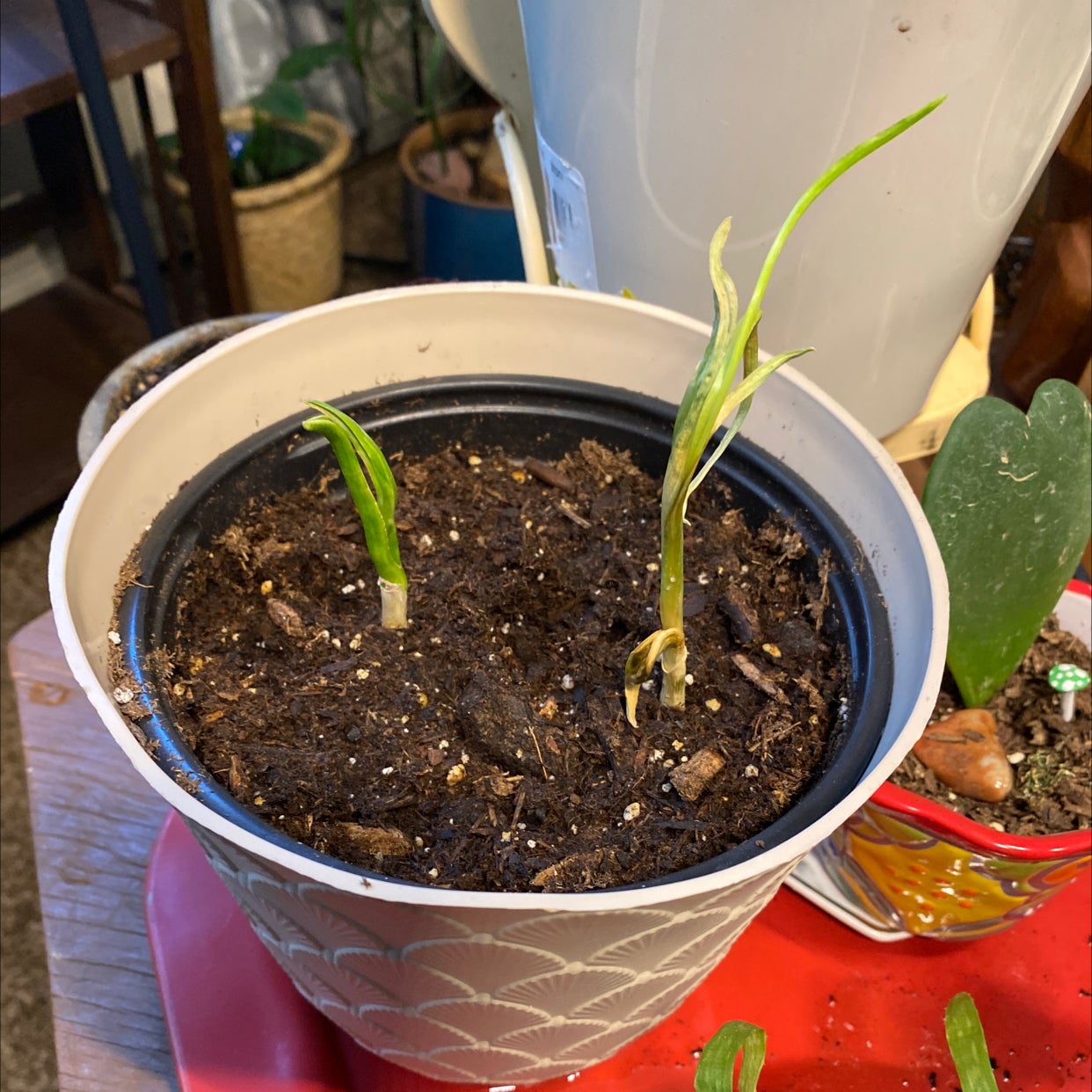 Why Are There Black Spots on My Garlic Leaves?