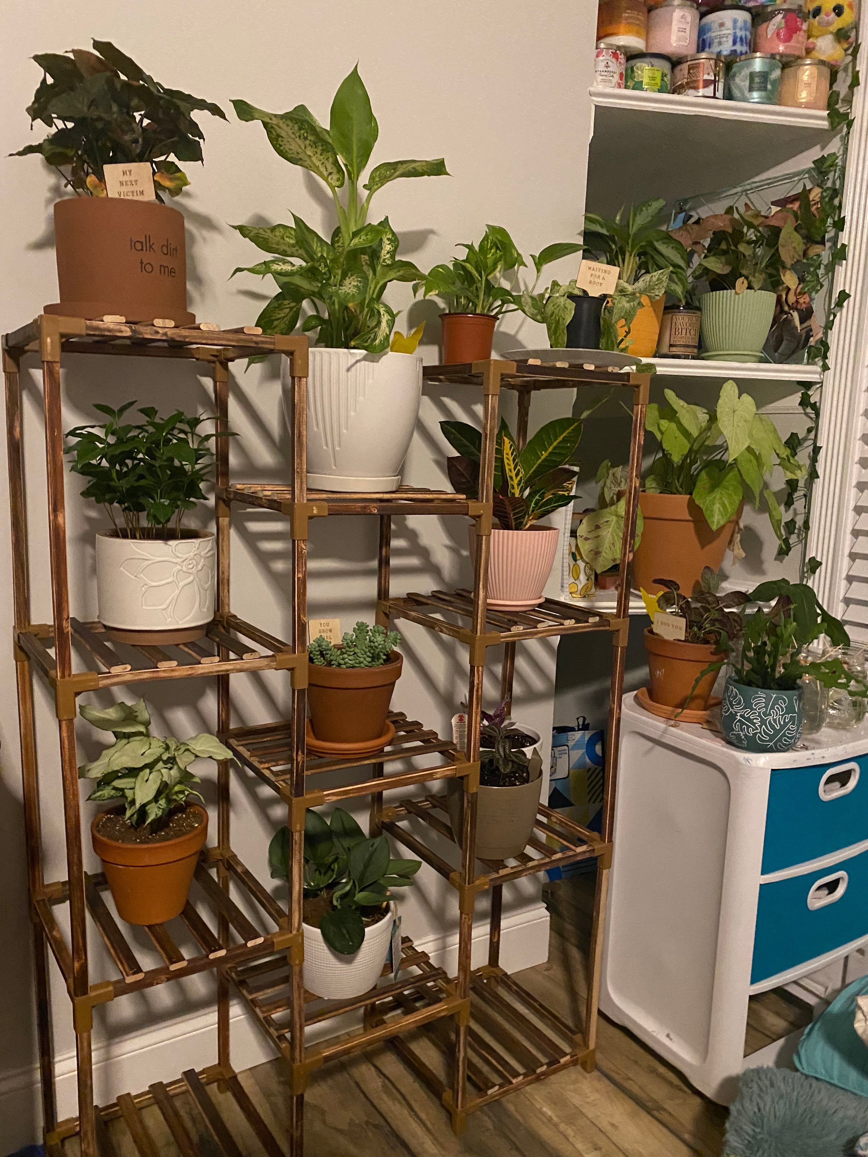 Show me your indoor kitchen plant setups!