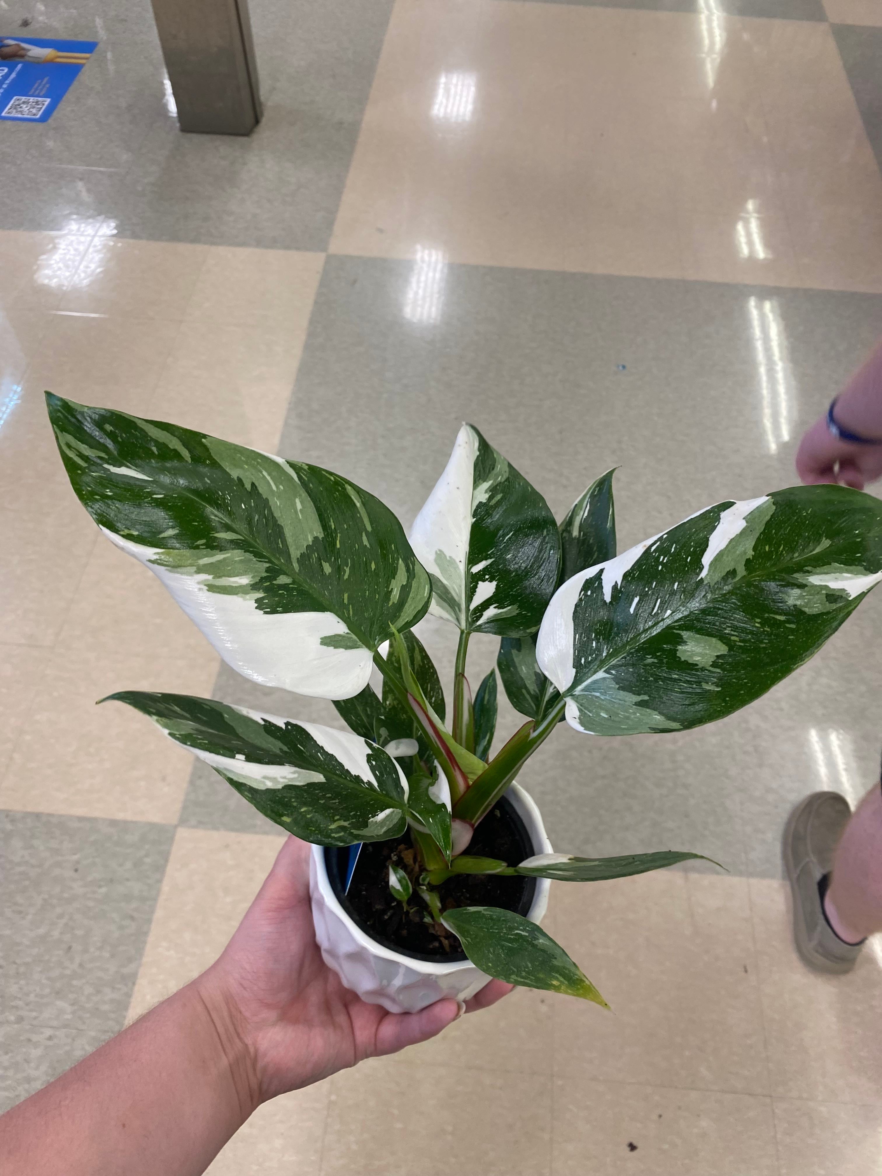 Transparent spots on my White Princess Philo?