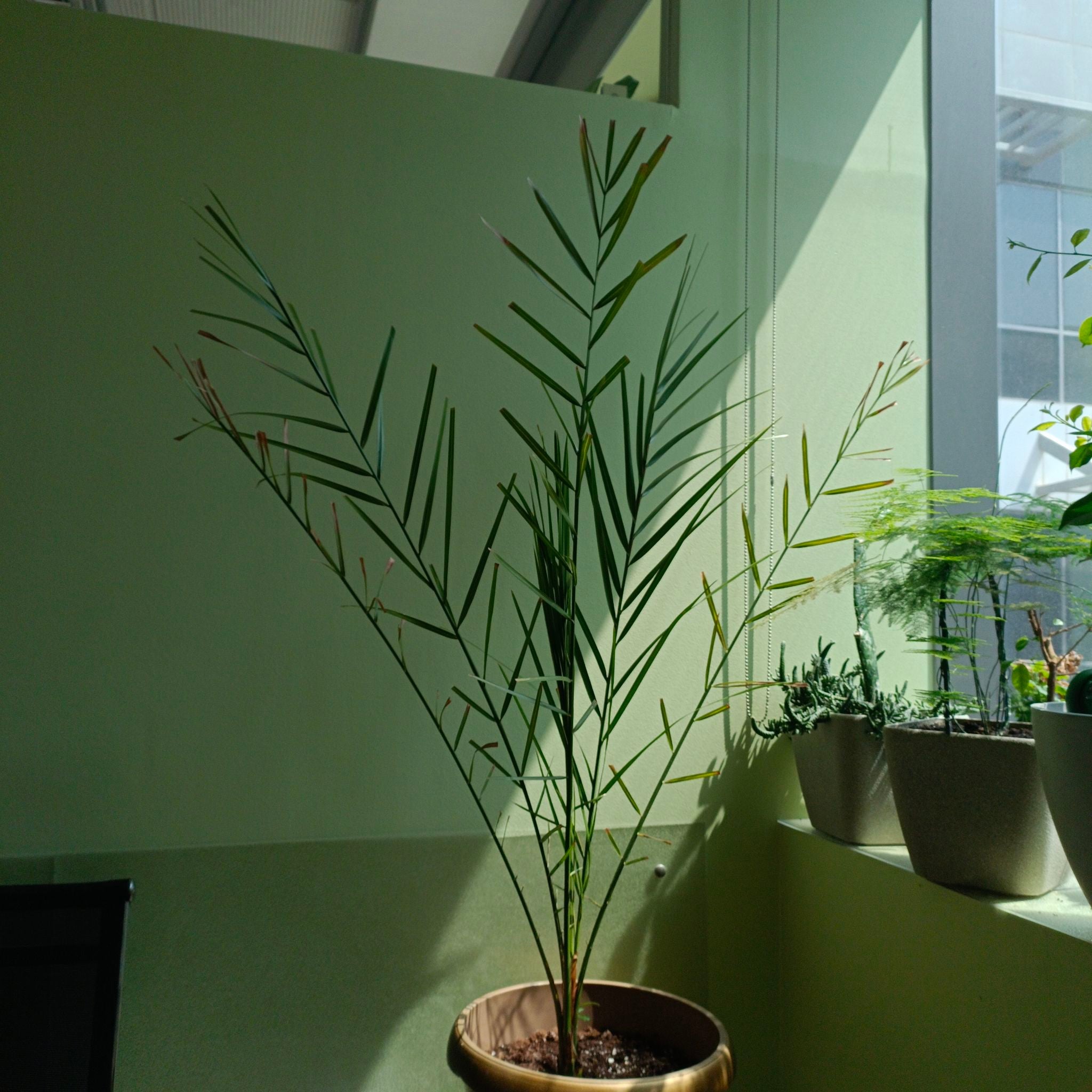 Propagating Your Date Palm: Step-by-Step Guide