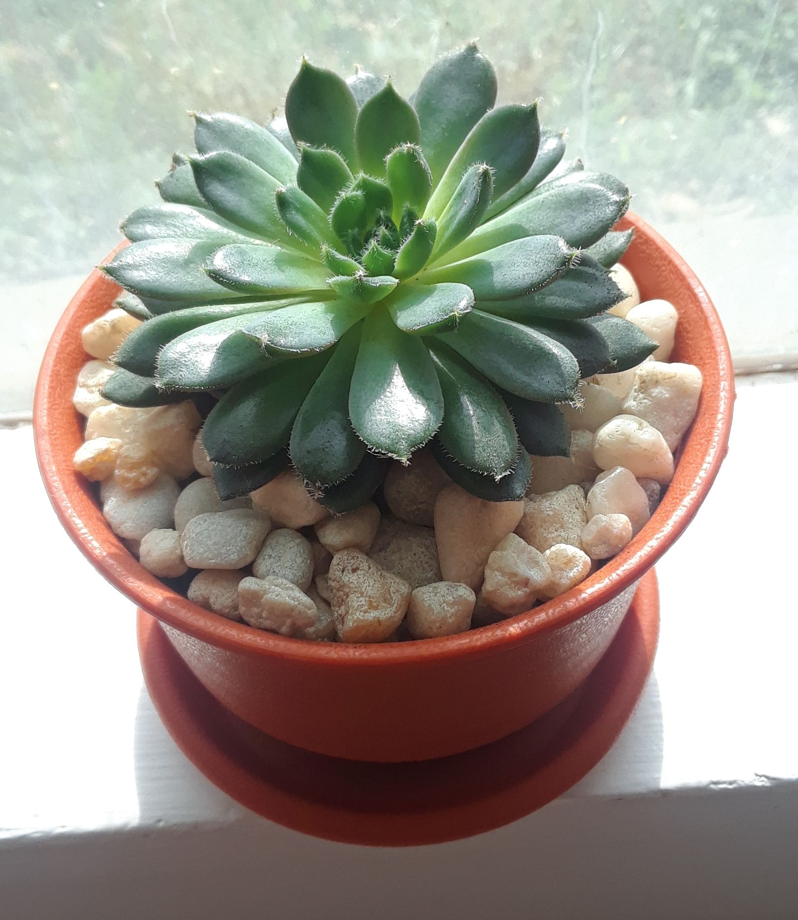 Why Are There Brown Spots on My Mexican Firecracker Leaves?