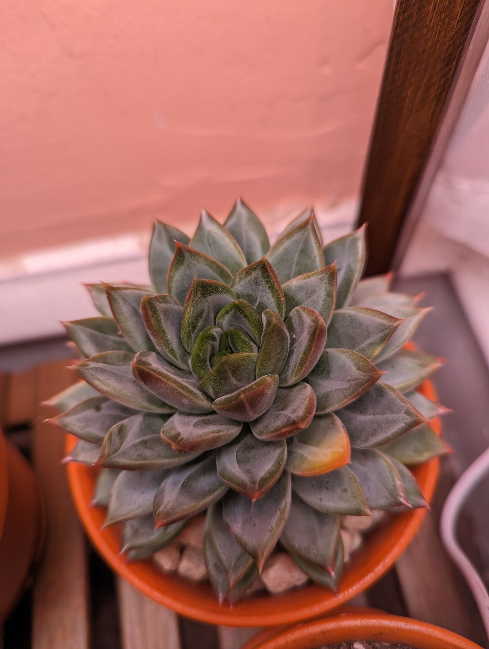 The Complete Pachyveria 'Corvus' Plant Care Guide: Water, Light & Beyond