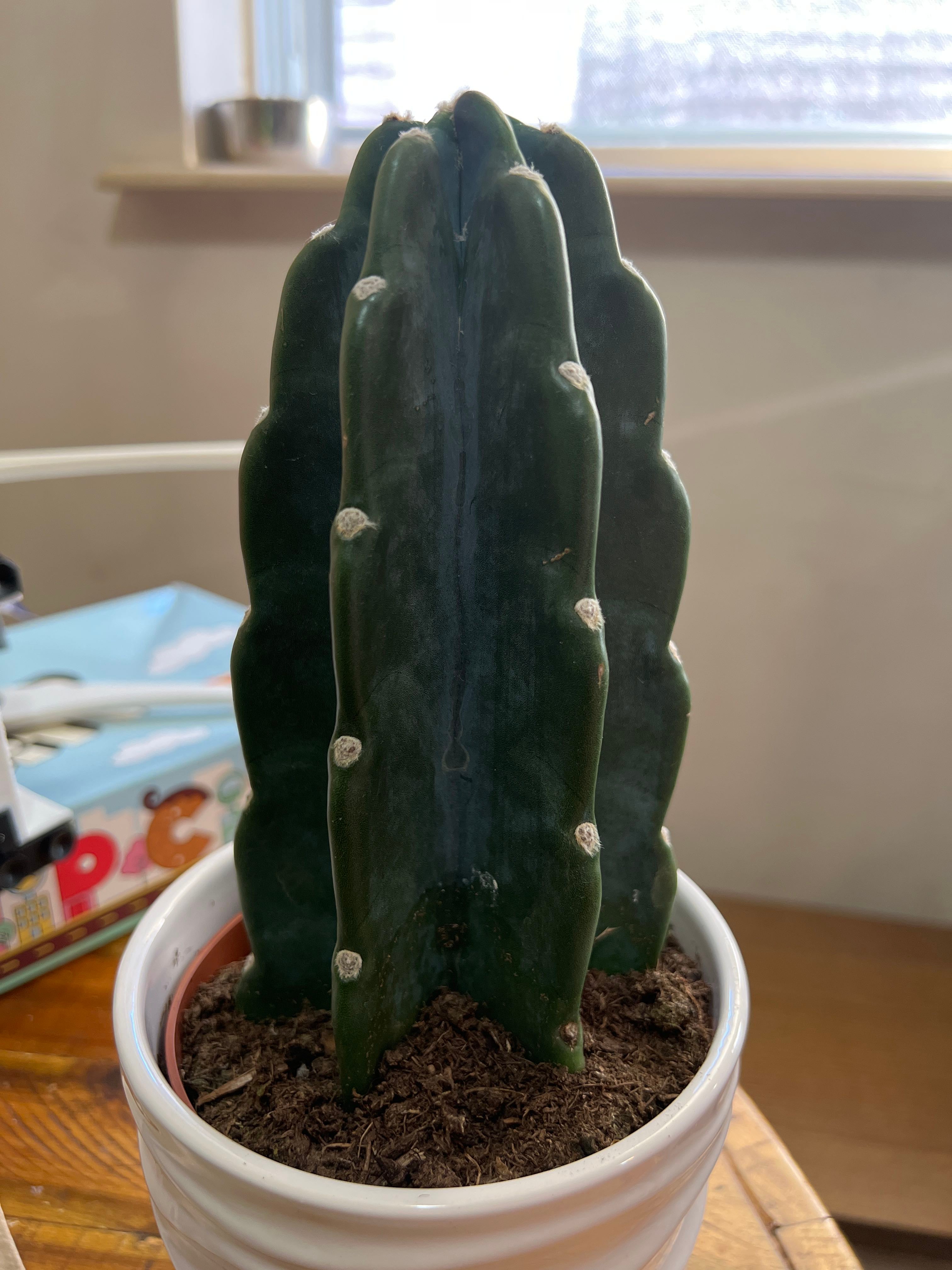 The Complete Pleated Cereus Plant Care Guide: Water, Light & Beyond