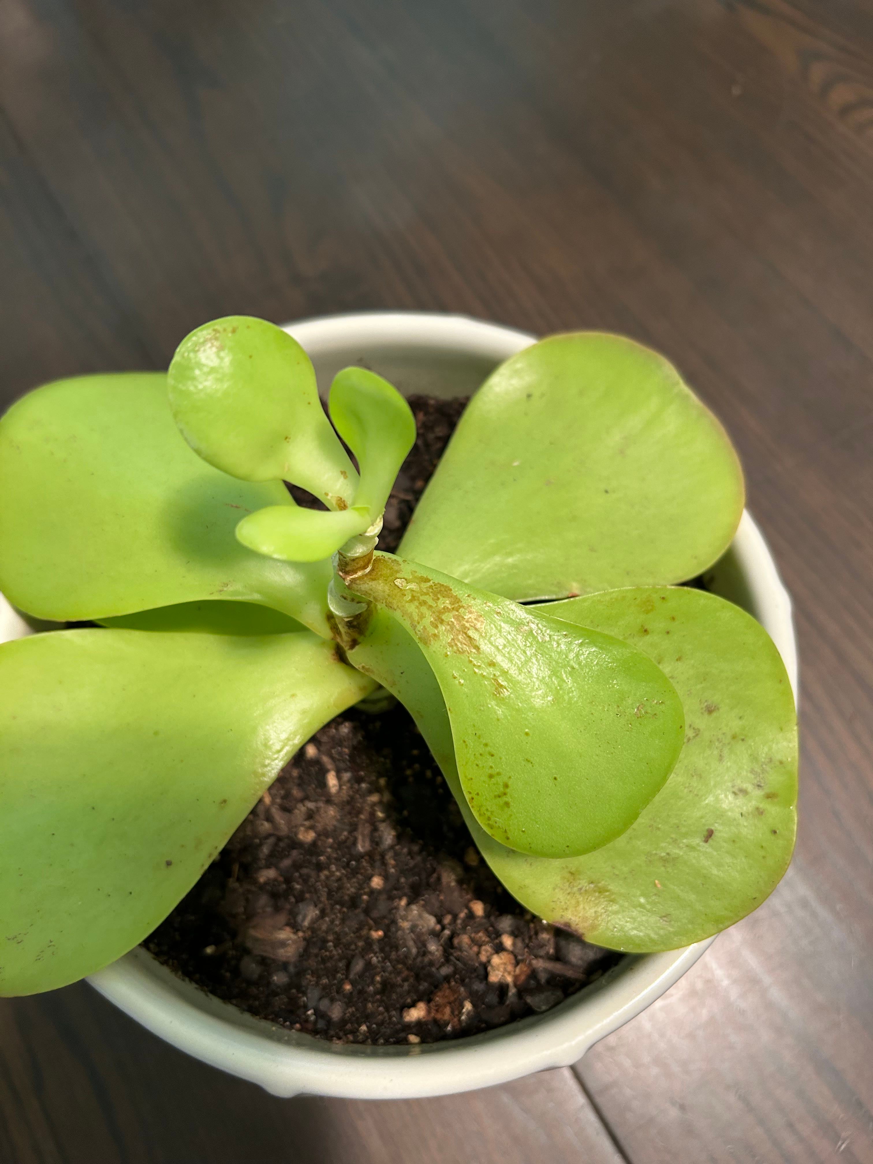 How to Care for Paddle Plant: Mastering Water, Sunlight & More