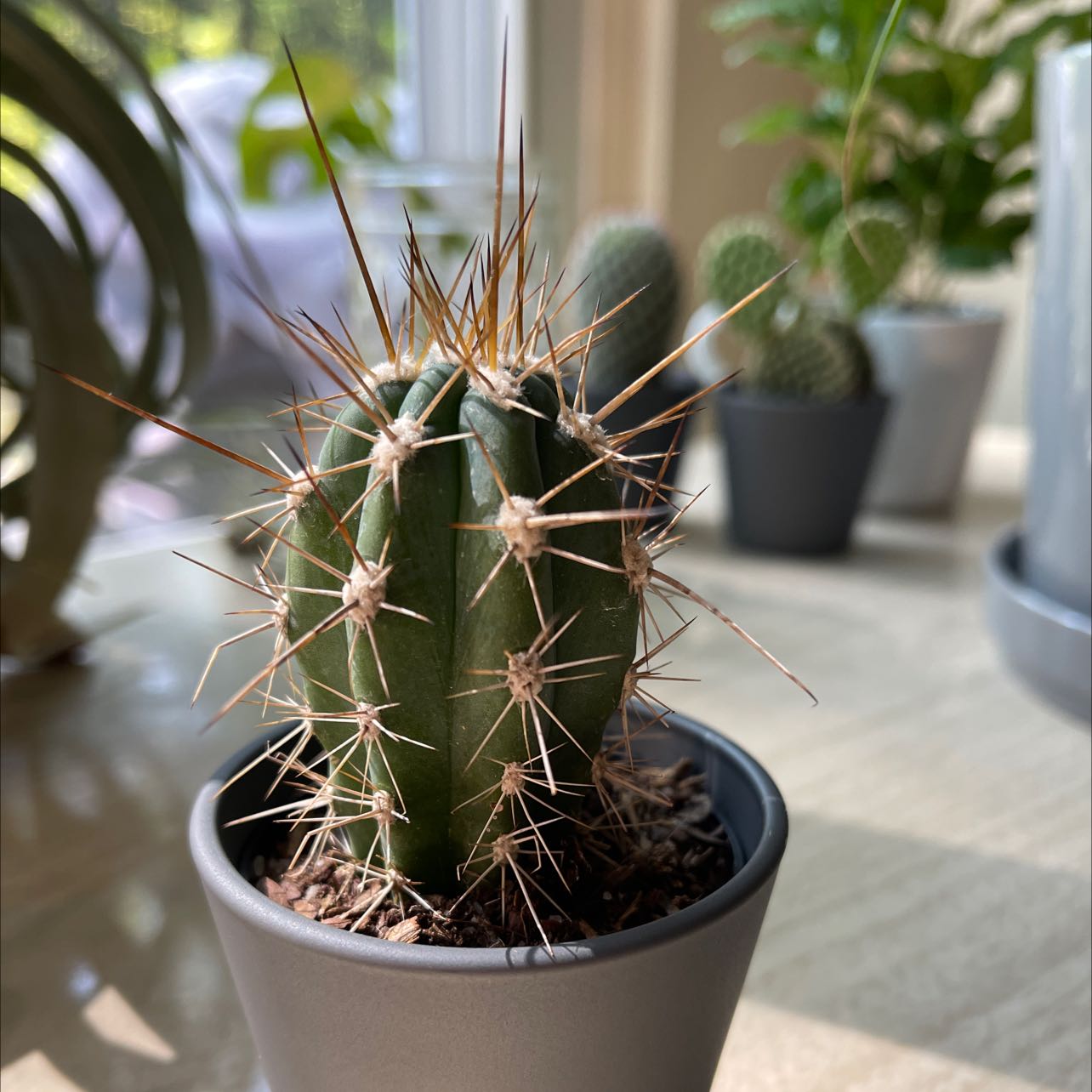 How to Propagate Your Toothpick Cactus