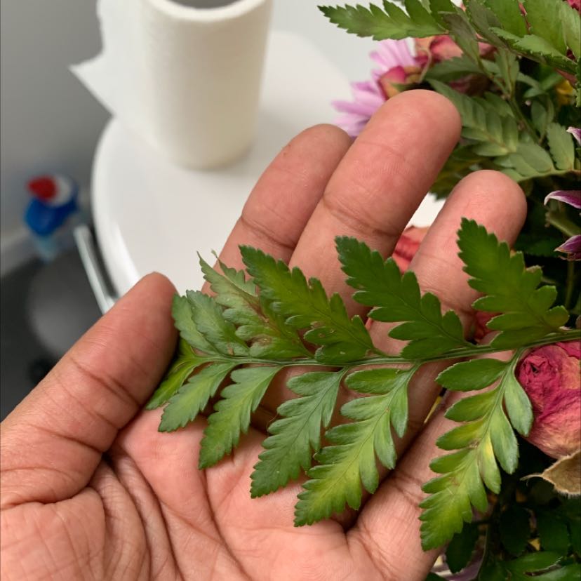 Propagating Leatherleaf Fern: Step-by-Step Guide