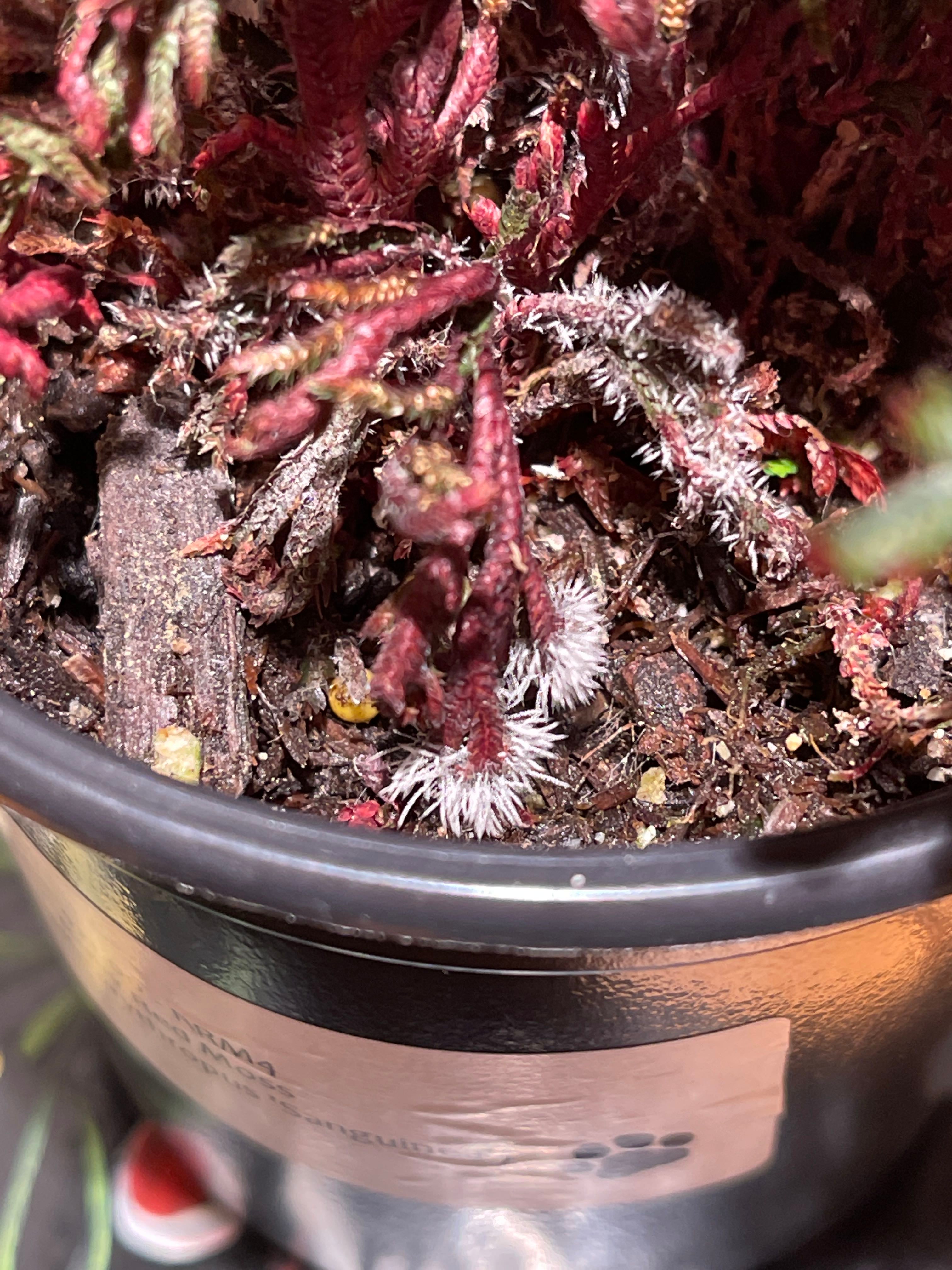 How to Care for Ruby Red Club Moss: Mastering Water, Sunlight & More